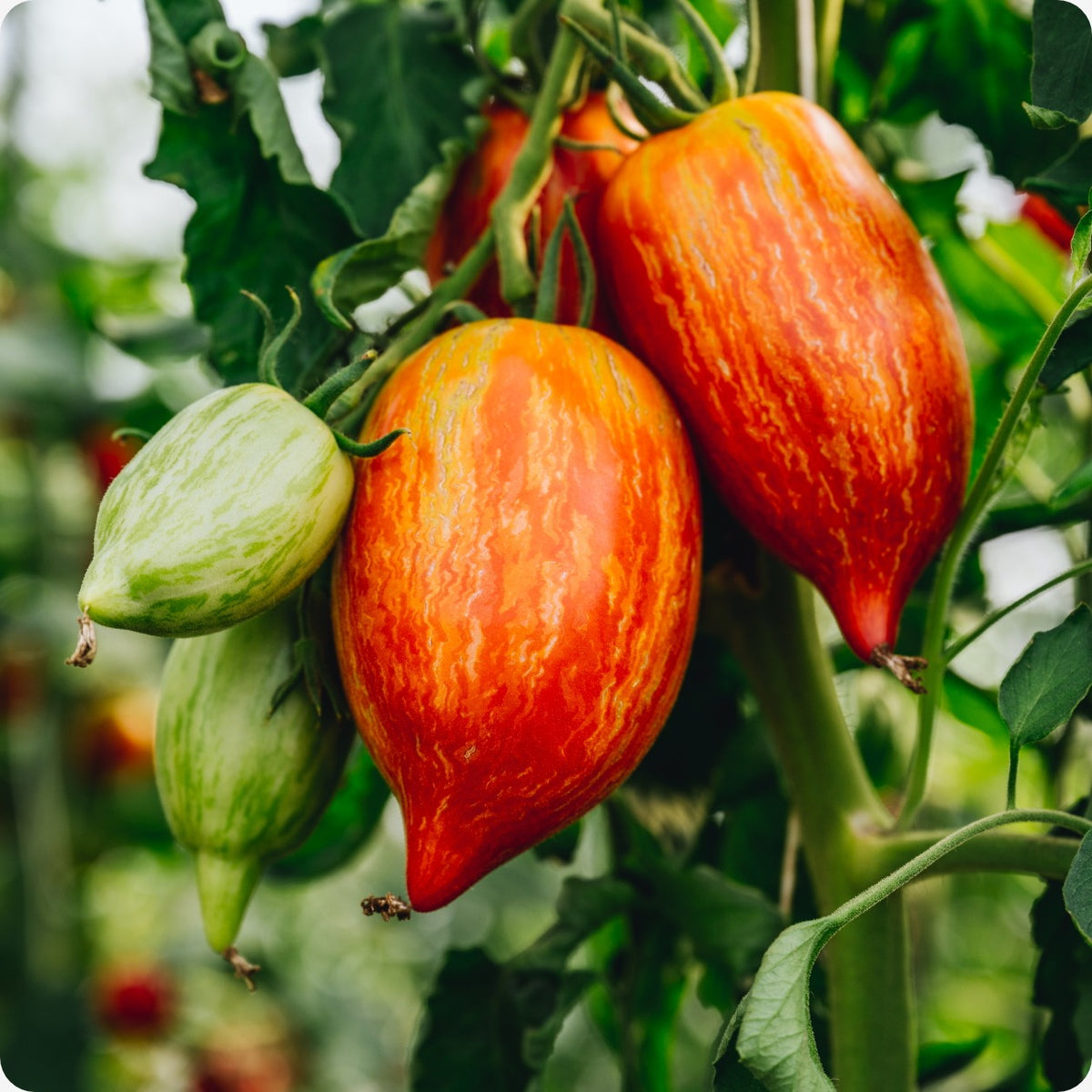 Speckled Roman Paste Tomato Seeds – Heirloom Untreated NON-GMO From ...