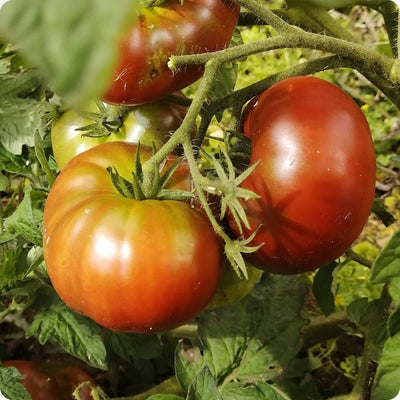 Mache / Corn Salad Seeds – Heirloom Untreated NON-GMO From Canada – The ...