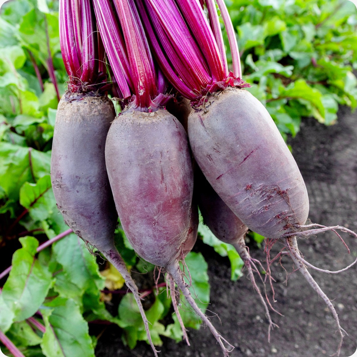 Cylindra Beet Seeds – Heirloom Untreated NON-GMO From Canada – The ...