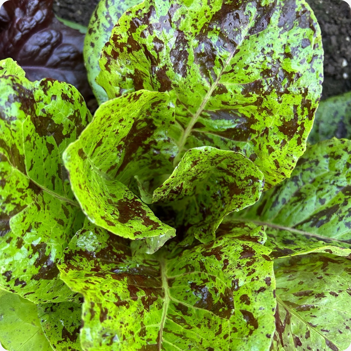 Lettuce Seeds - Mayan Jaguar – The Incredible Seed Company Ltd