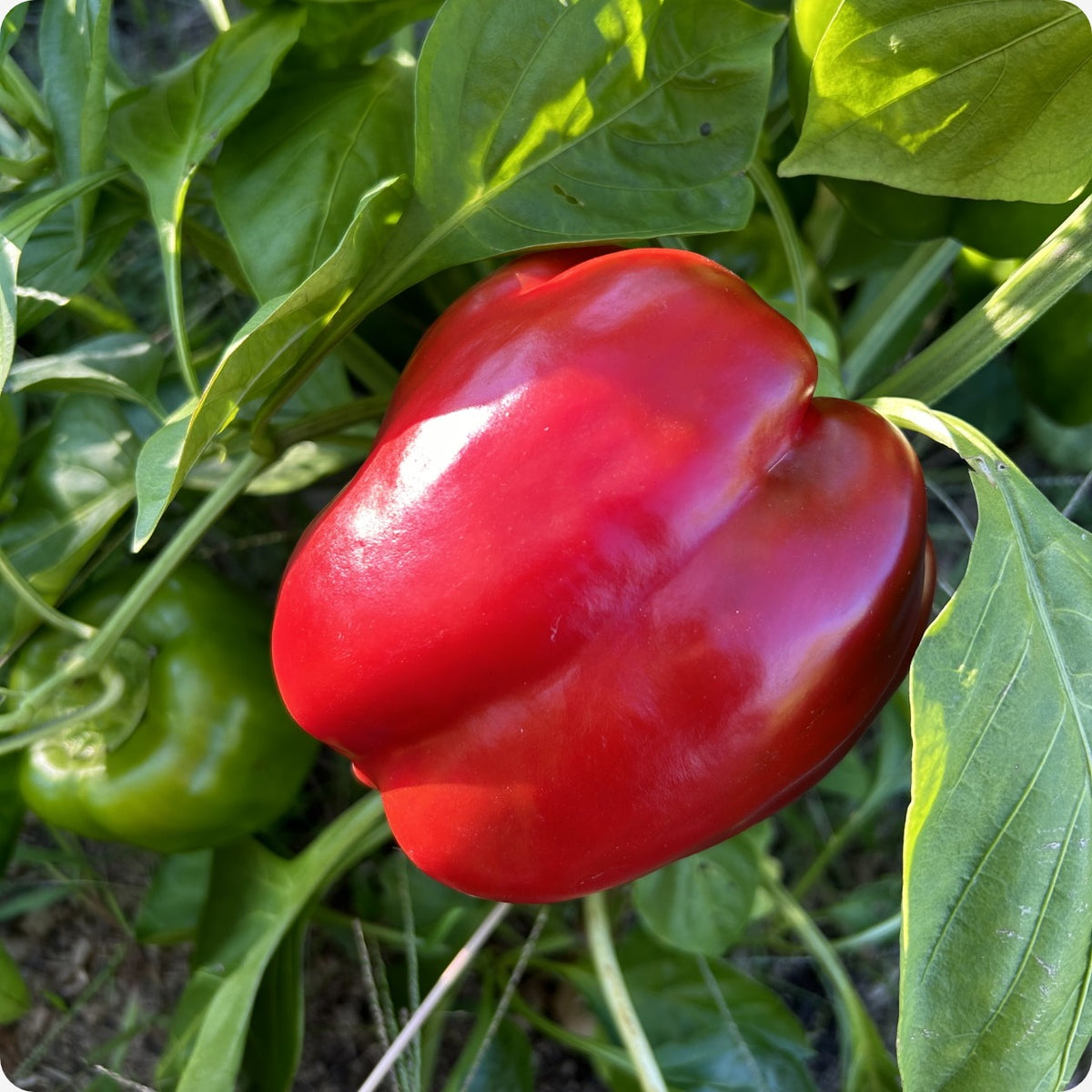 Yolo Wonder Bell Pepper Seeds – Heirloom Untreated NON-GMO From Canada ...