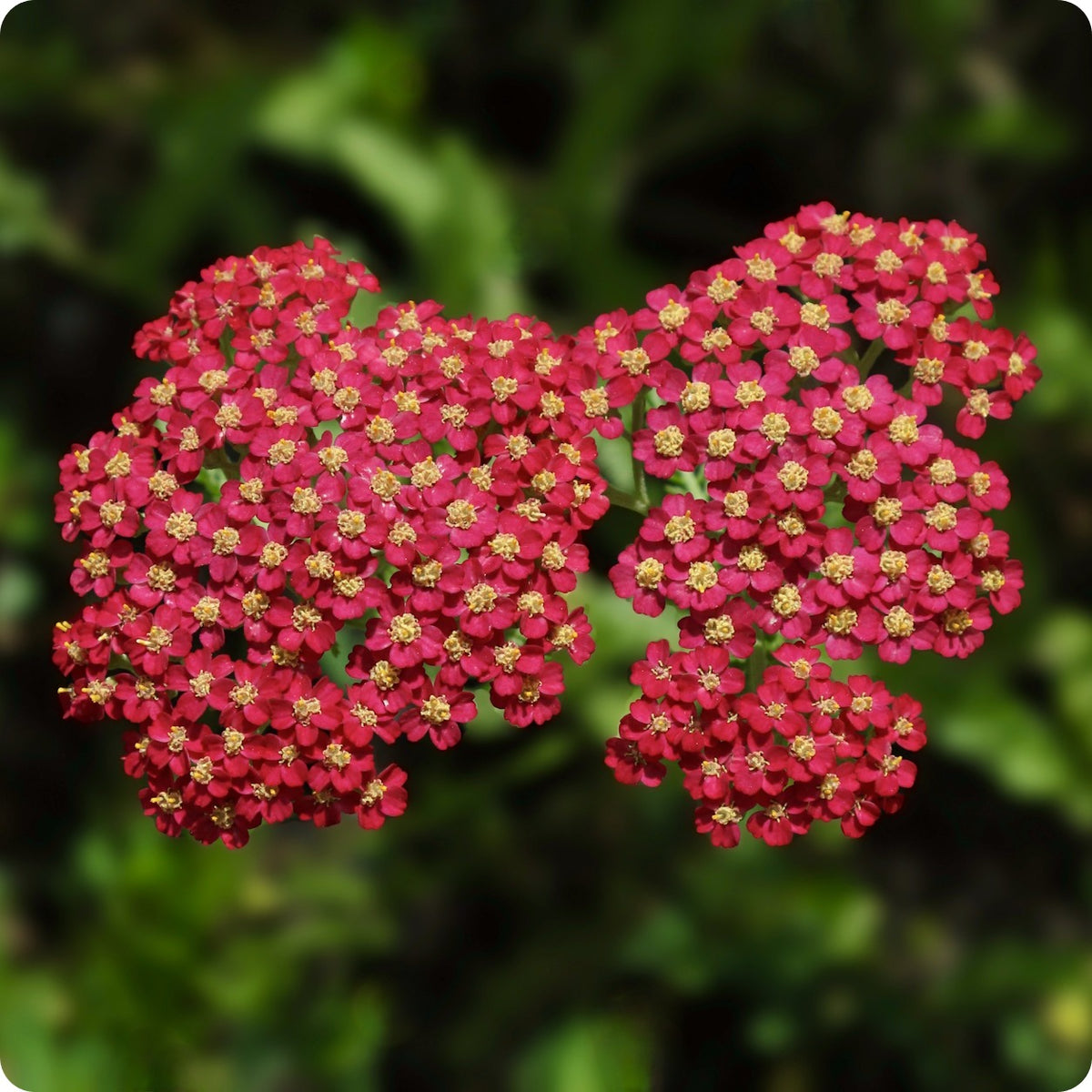 Yarrow Seeds - Red Yarrow Mix – The Incredible Seed Company Ltd