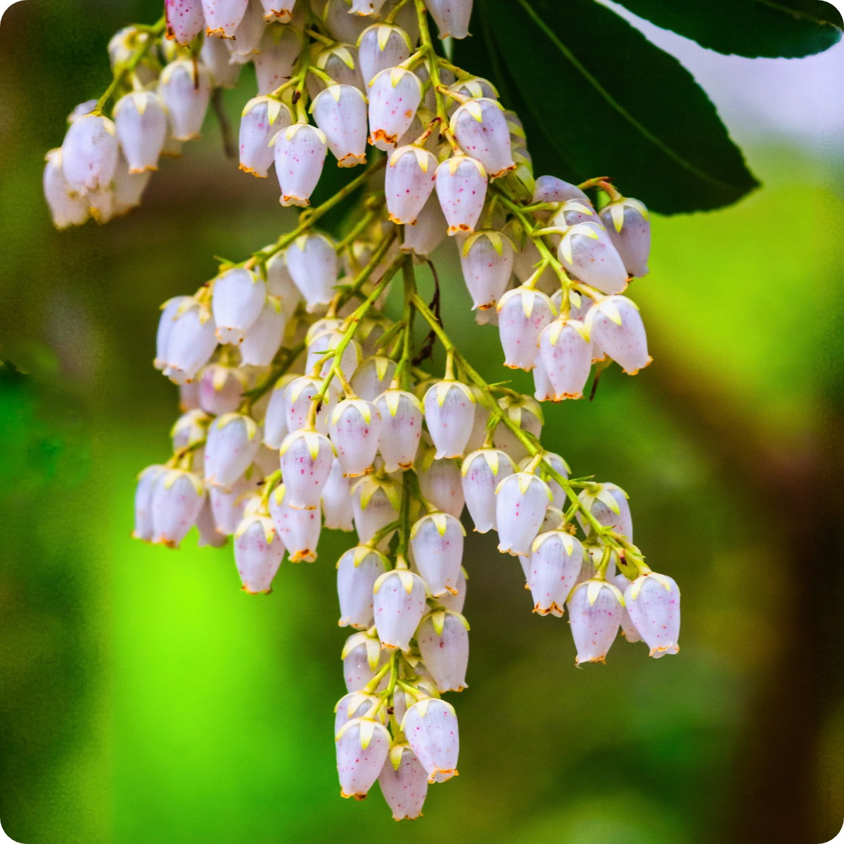 Andromeda Seeds - Japanese Andromeda – The Incredible Seed Company Ltd