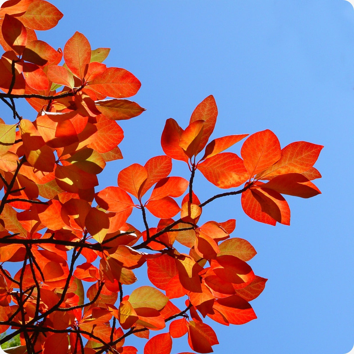 Black Tupelo Seeds - Blackgum / Sourgum – The Incredible Seed Company Ltd