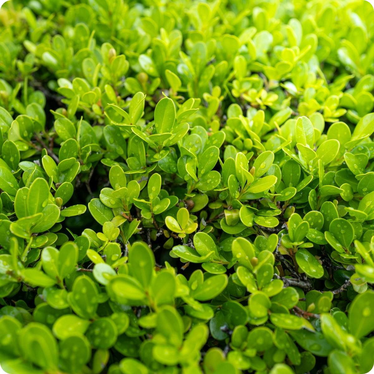 Boxwood Seeds - Japanese Littleleaf Boxwood – The Incredible Seed ...
