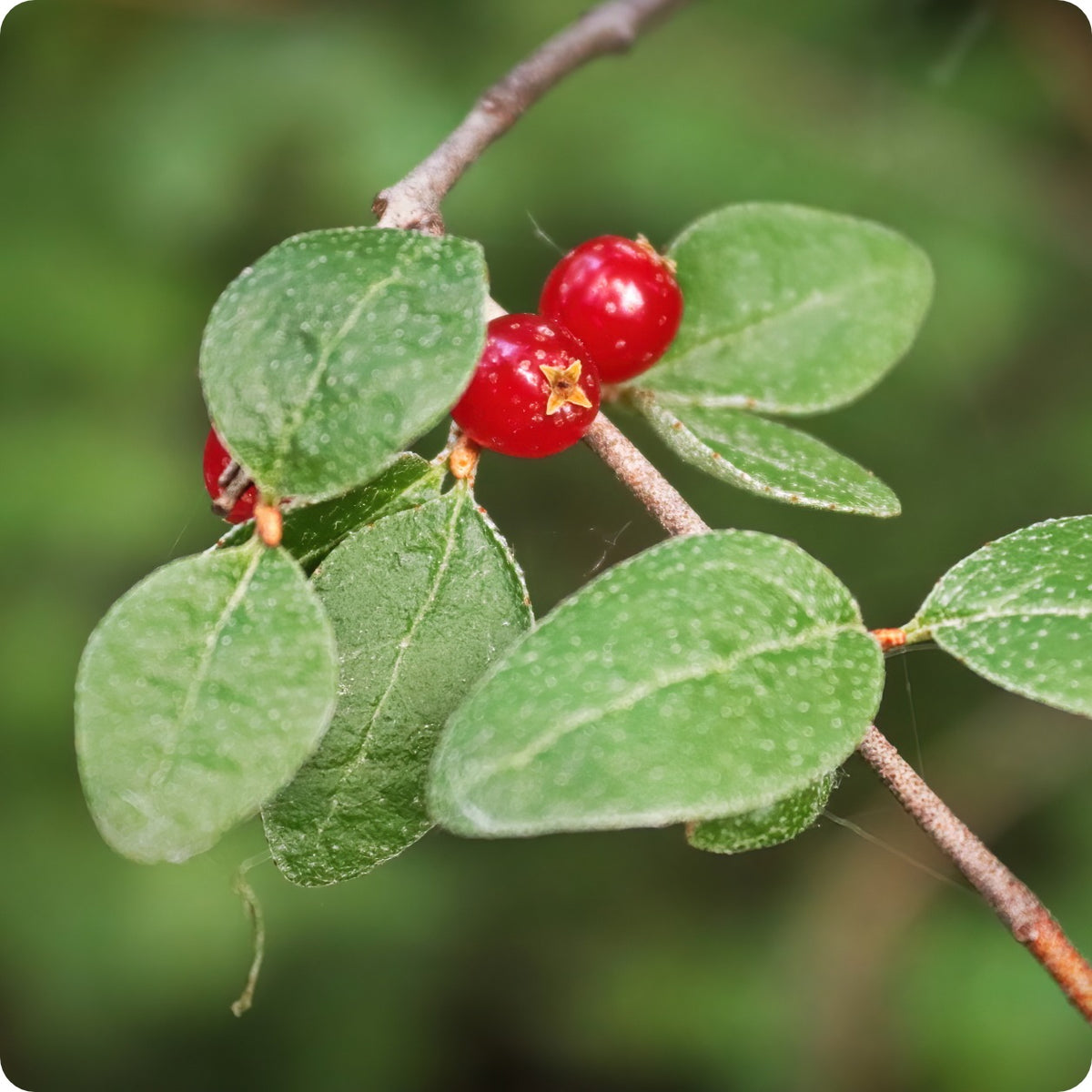 Buffaloberry Seeds - Russet – The Incredible Seed Company Ltd