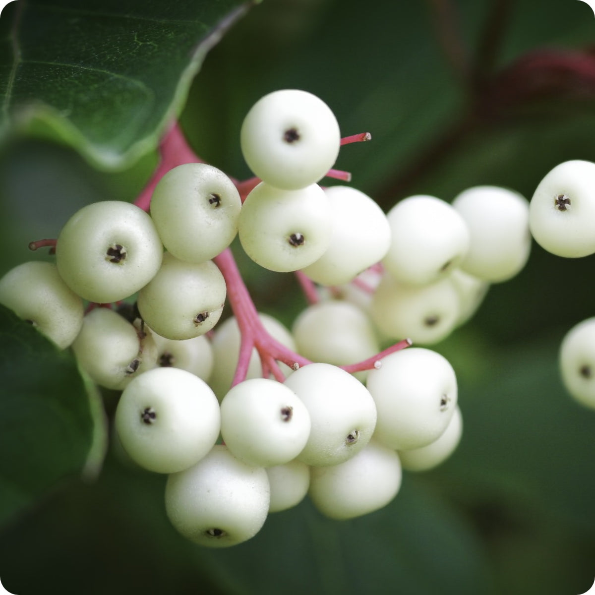 Dogwood Seeds - Grey Swamp – The Incredible Seed Company Ltd