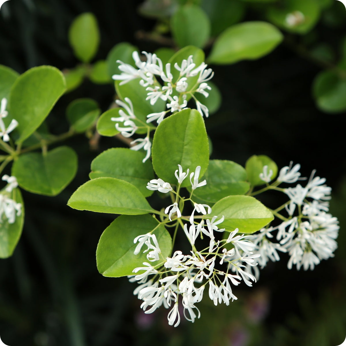 White Fringe Tree Seeds – The Incredible Seed Company Ltd