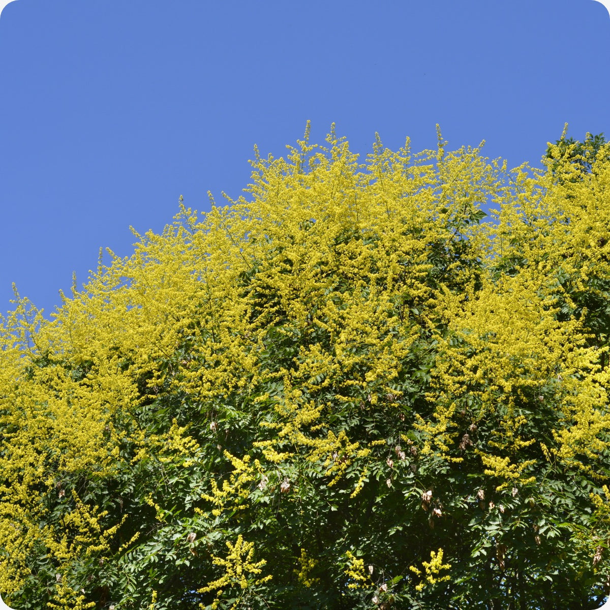 Pride of India Tree Seeds – The Incredible Seed Company Ltd