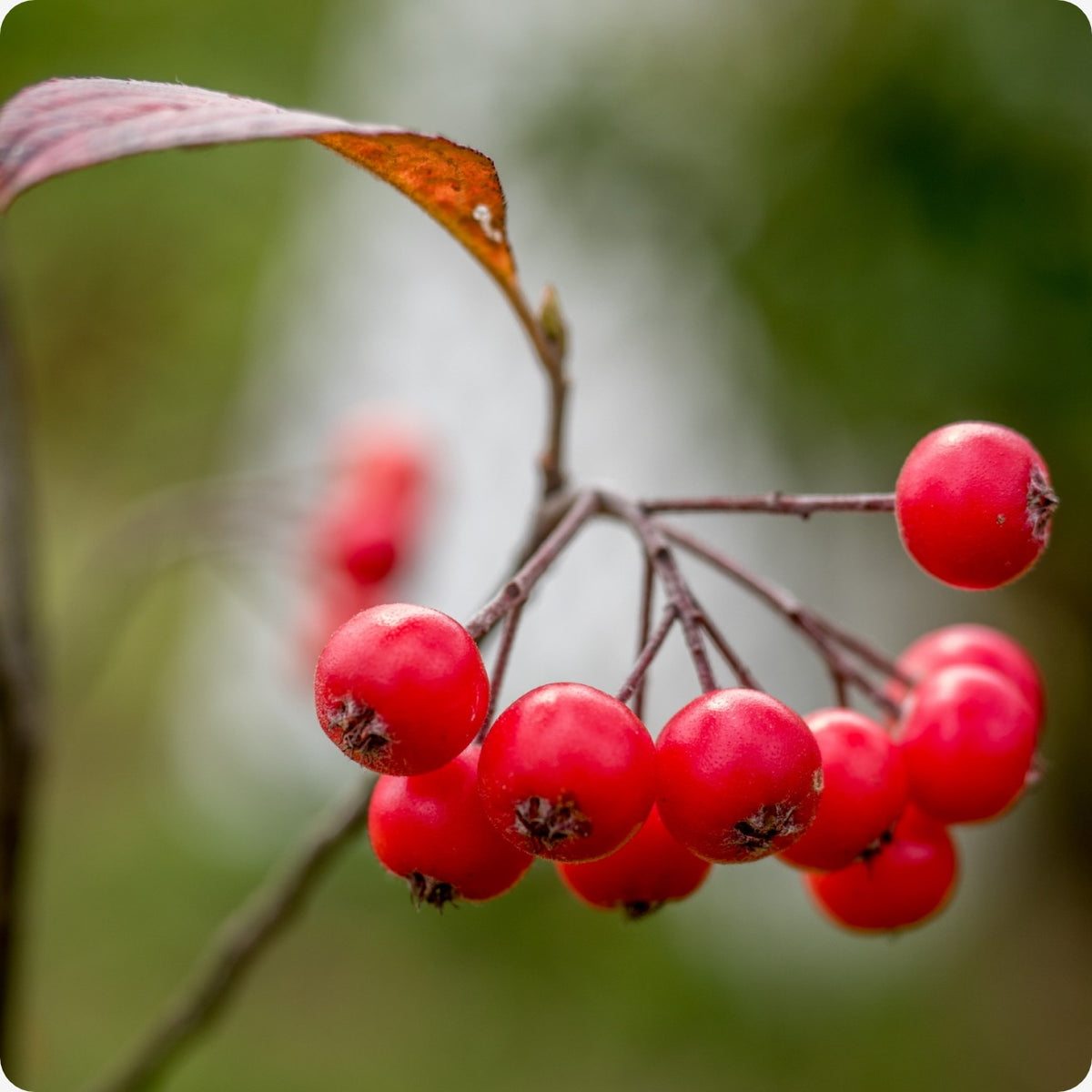 Hawthorn Seeds - Washington Hawthorn – The Incredible Seed Company Ltd