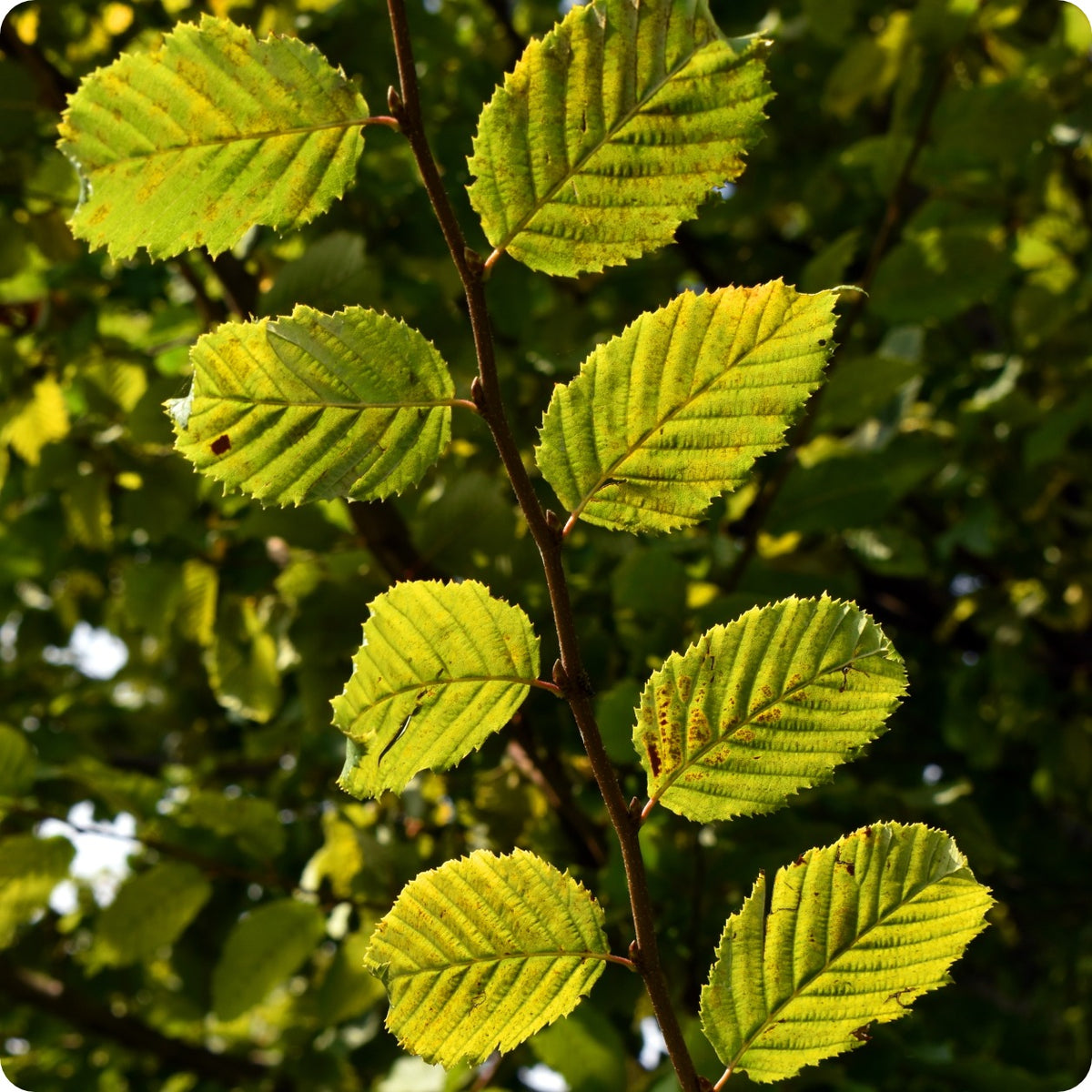 Hornbeam Tree Seeds - American Hornbeam – The Incredible Seed Company Ltd