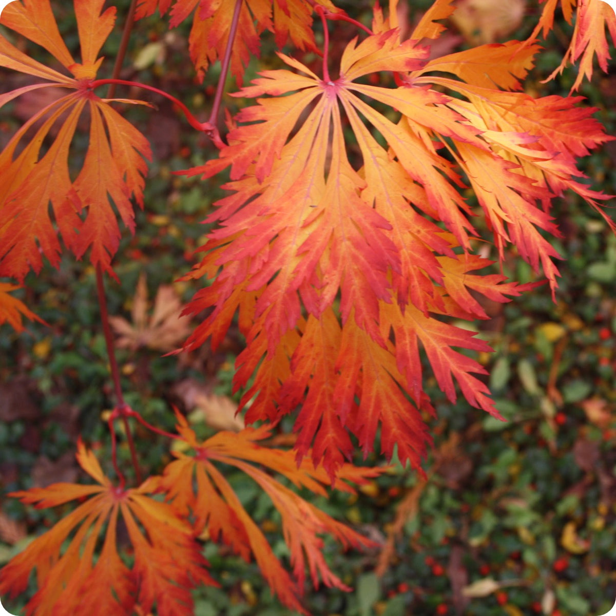 Maple Tree Seeds - Green Cascade – The Incredible Seed Company Ltd