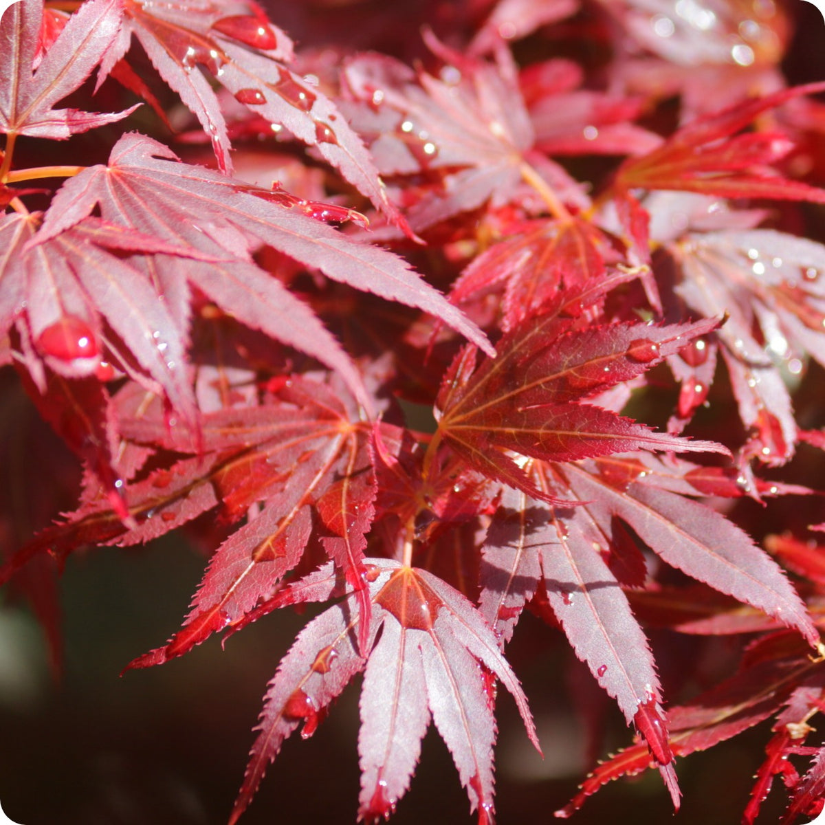 Maple Tree Seeds - Japanese Red – The Incredible Seed Company Ltd