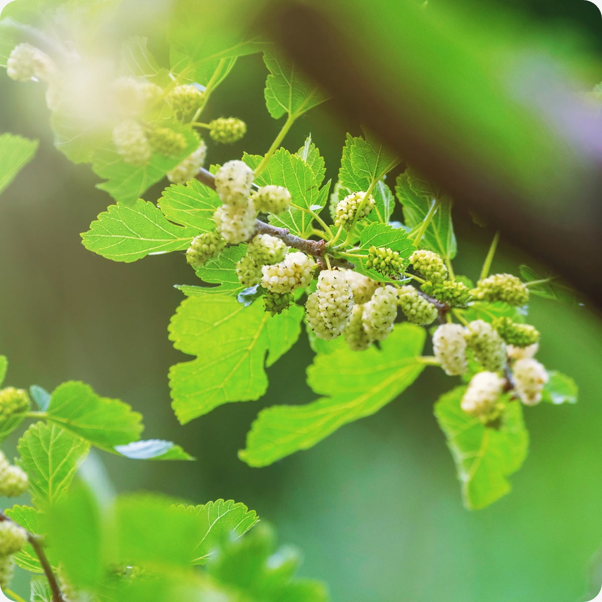 Mulberry Seeds - White Mulberry – Heirloom Untreated NON-GMO From ...