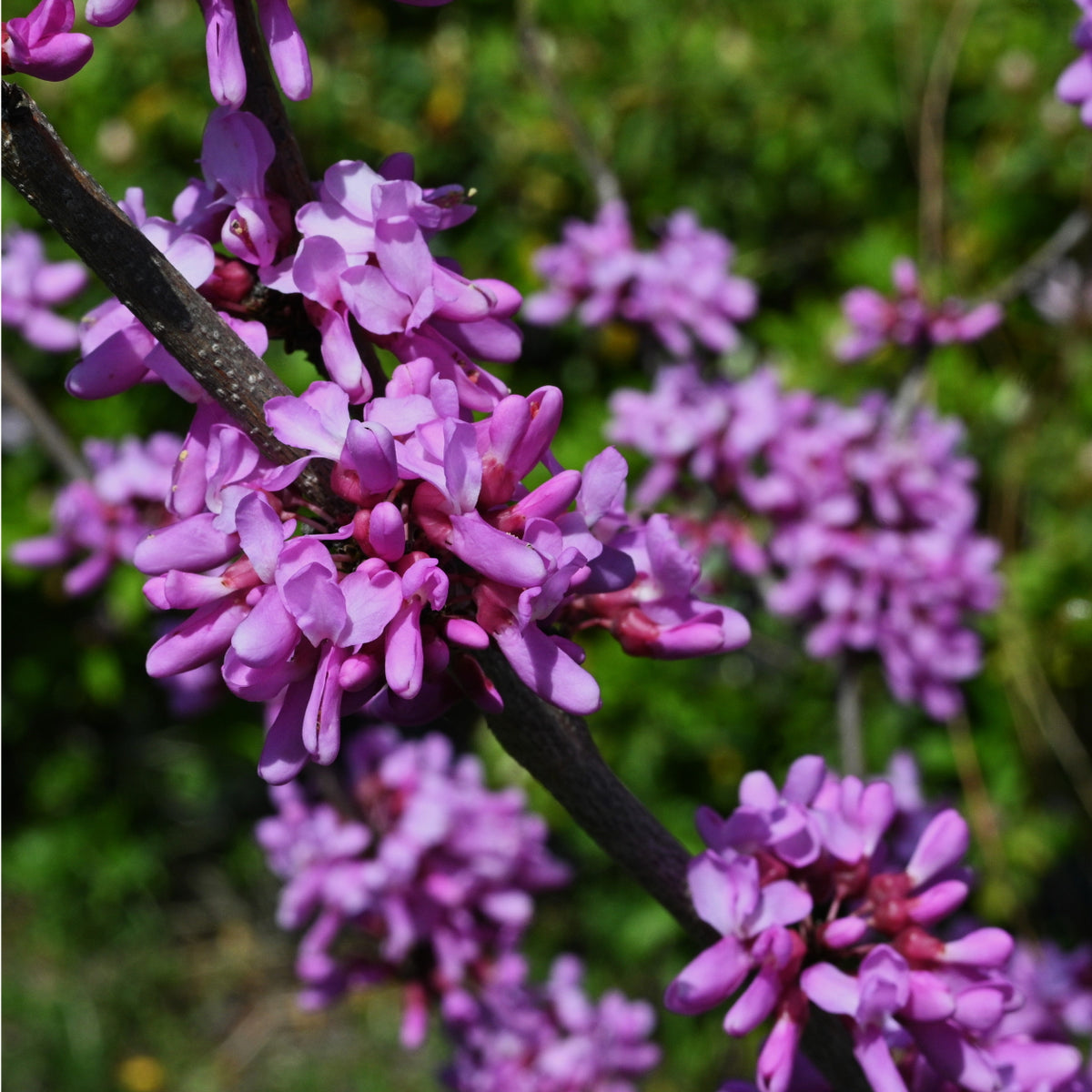 Redbud Seeds - Chinese – The Incredible Seed Company Ltd