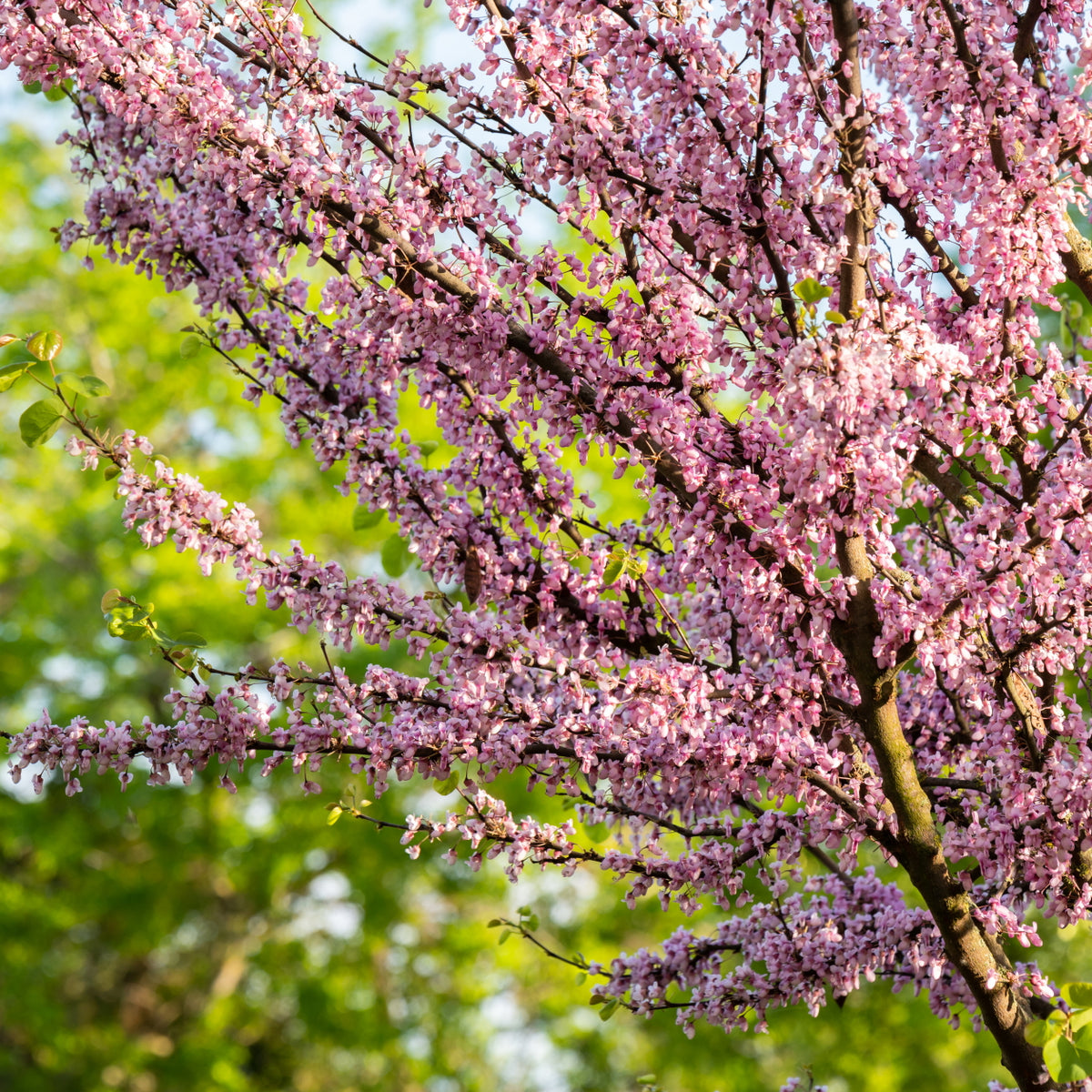 Redbud Seeds - Mediterranean – The Incredible Seed Company Ltd