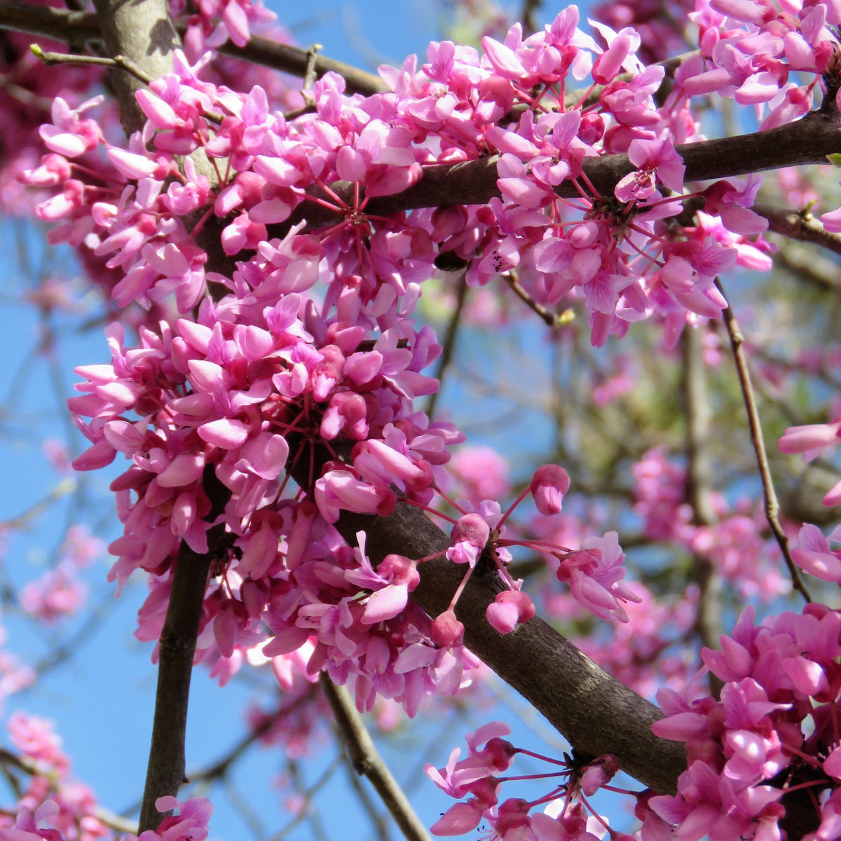 Redbud Seeds - Mexican – The Incredible Seed Company Ltd