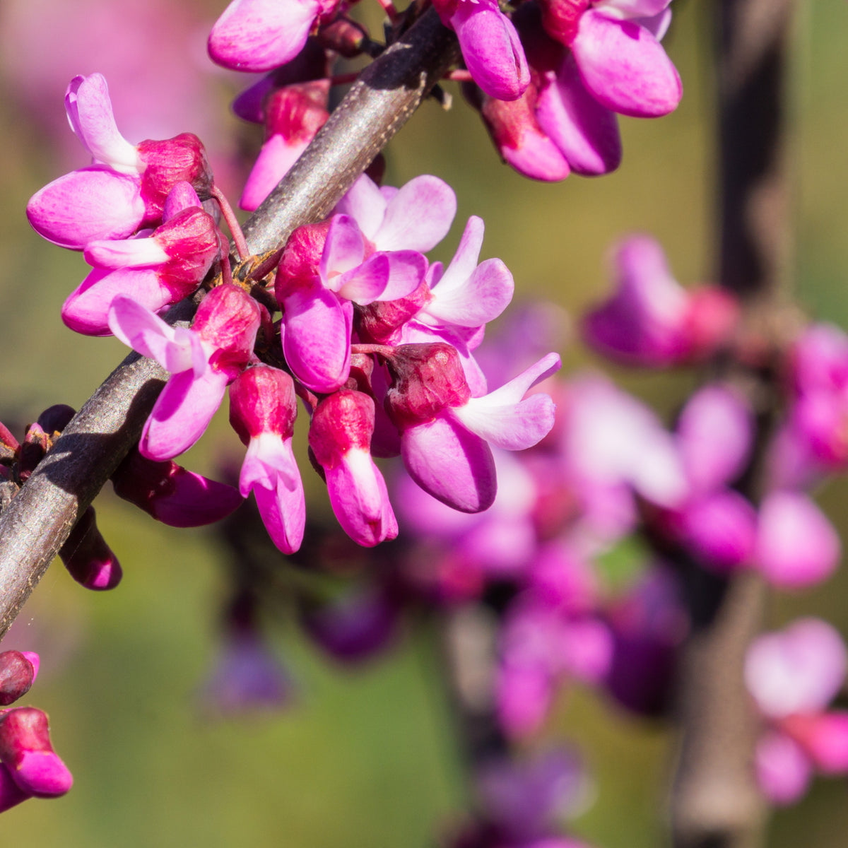 Redbud Seeds - Western – The Incredible Seed Company Ltd