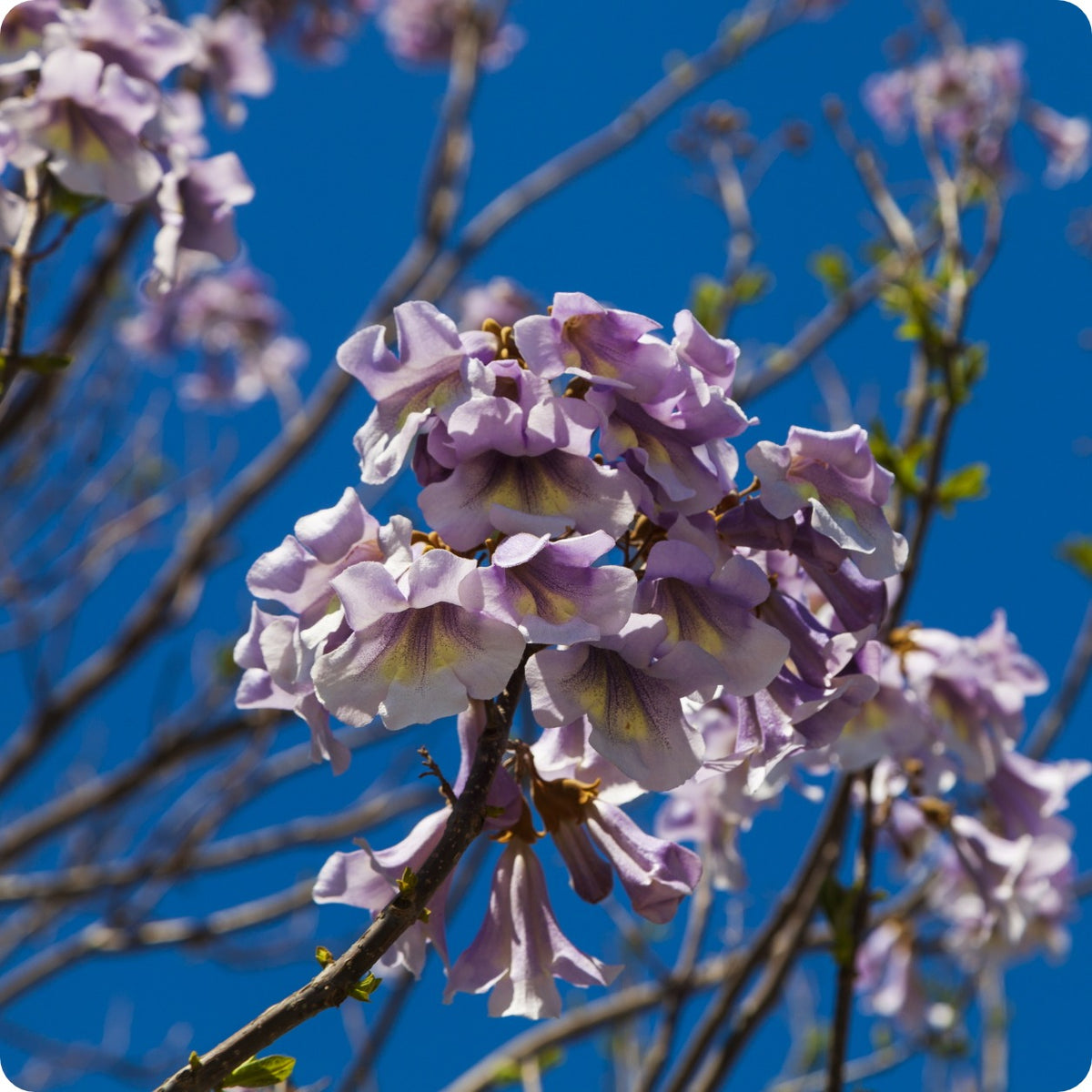 Sapphire Dragon Tree Seeds – The Incredible Seed Company Ltd