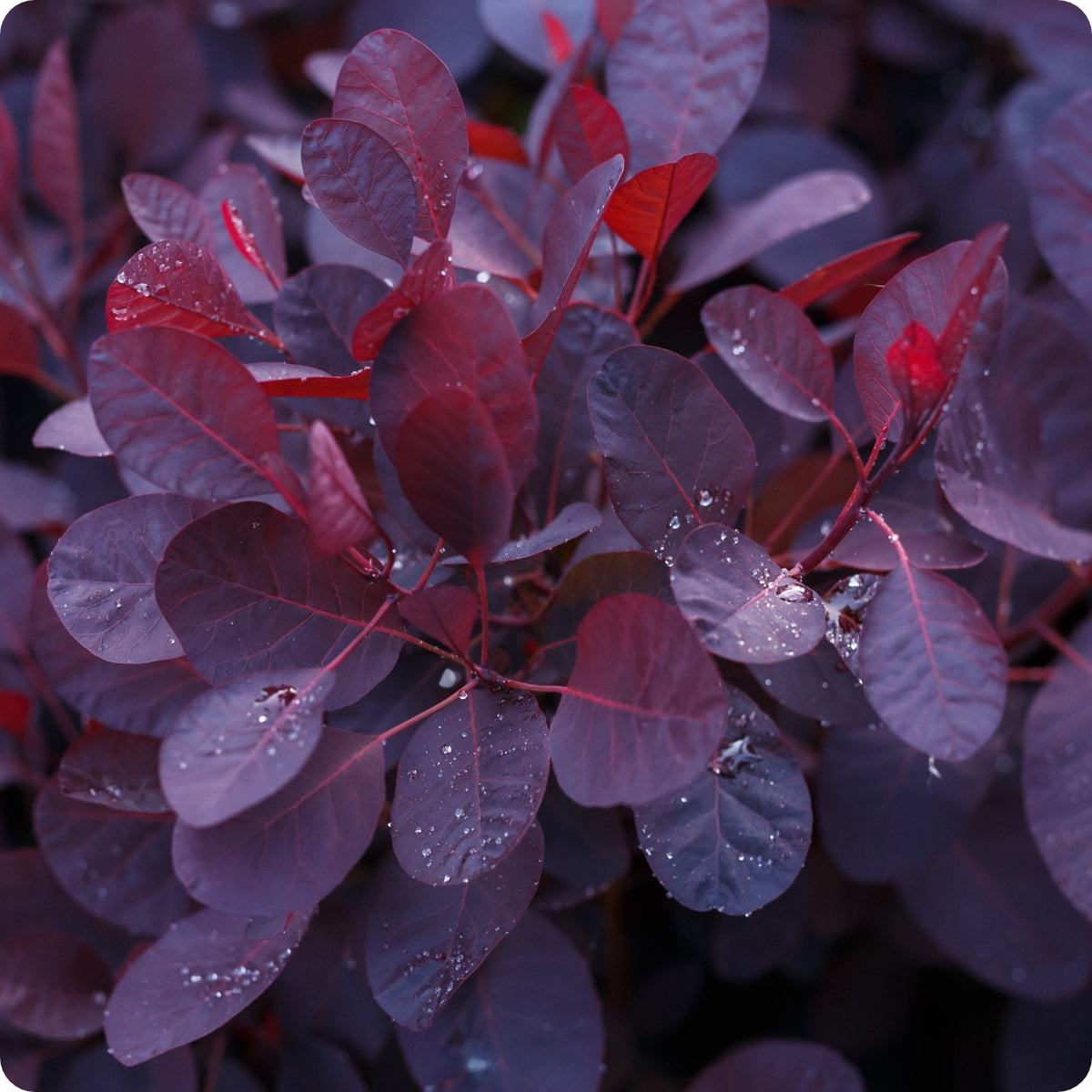 Smoke Bush Seeds - Purple – The Incredible Seed Company Ltd