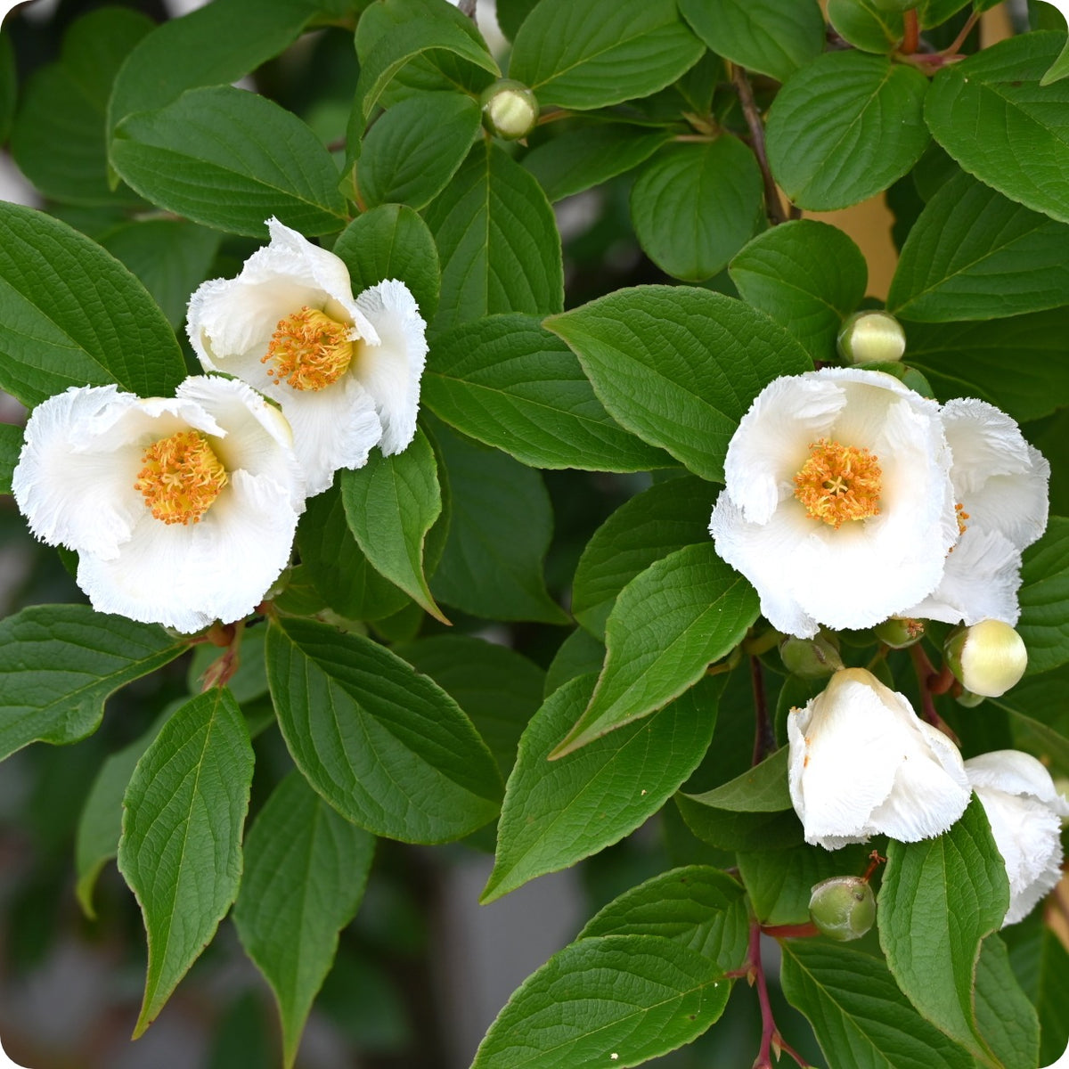 Stewartia Seeds - Japanese Stewartia – The Incredible Seed Company Ltd