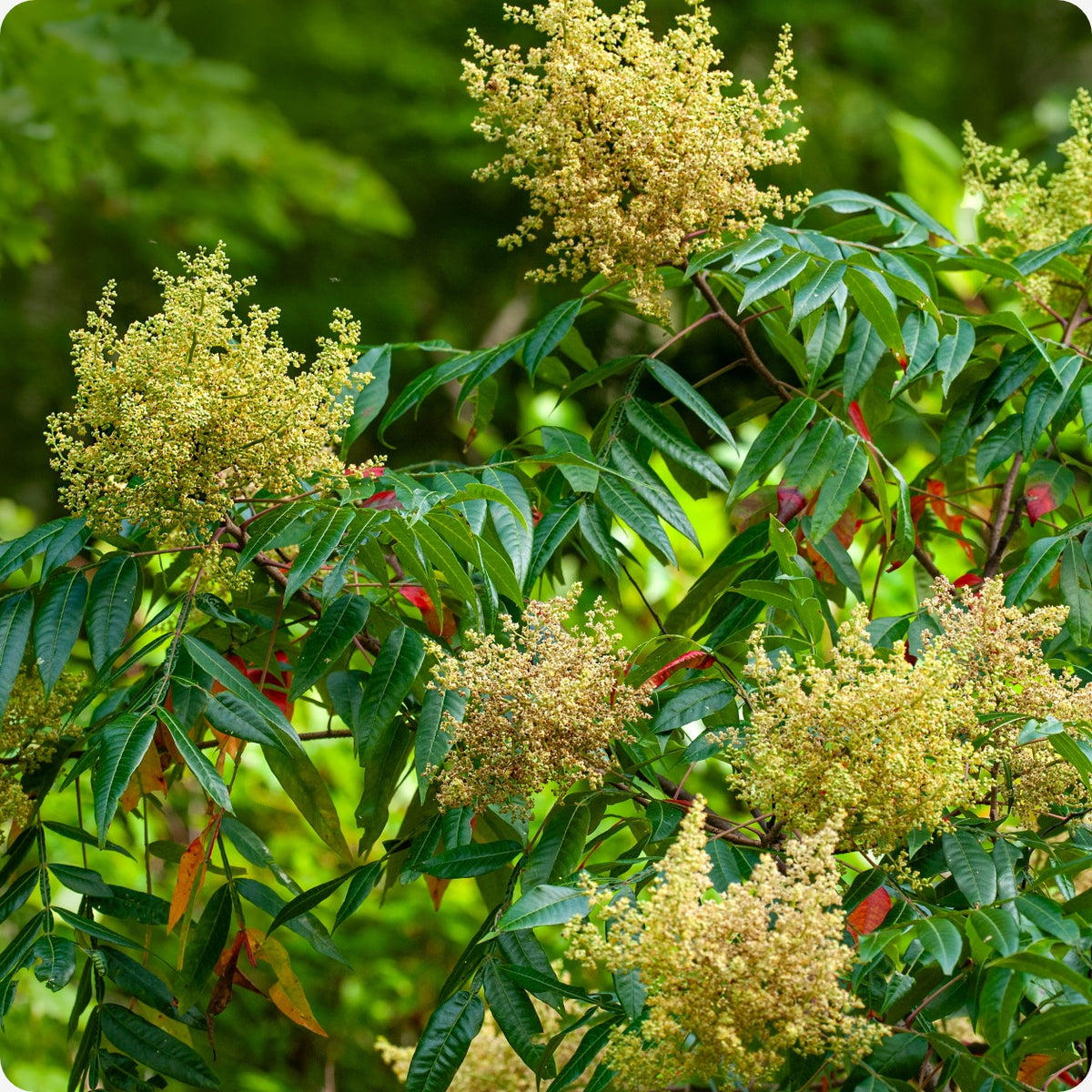 Sumac Tree Seeds - Flameleaf – The Incredible Seed Company Ltd