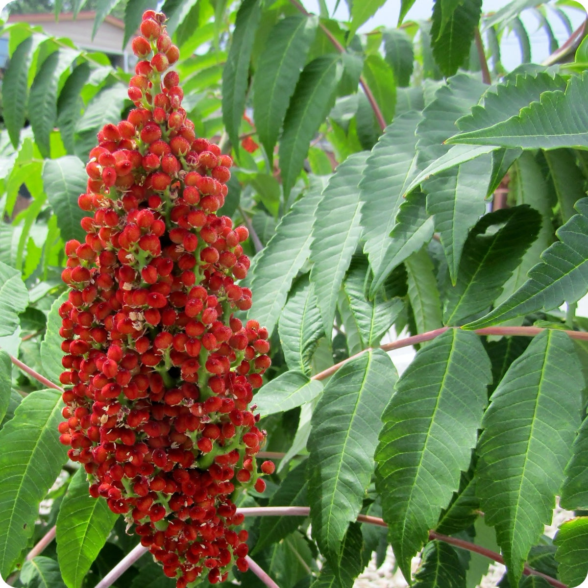Sumac Tree Seeds - Smooth – The Incredible Seed Company Ltd