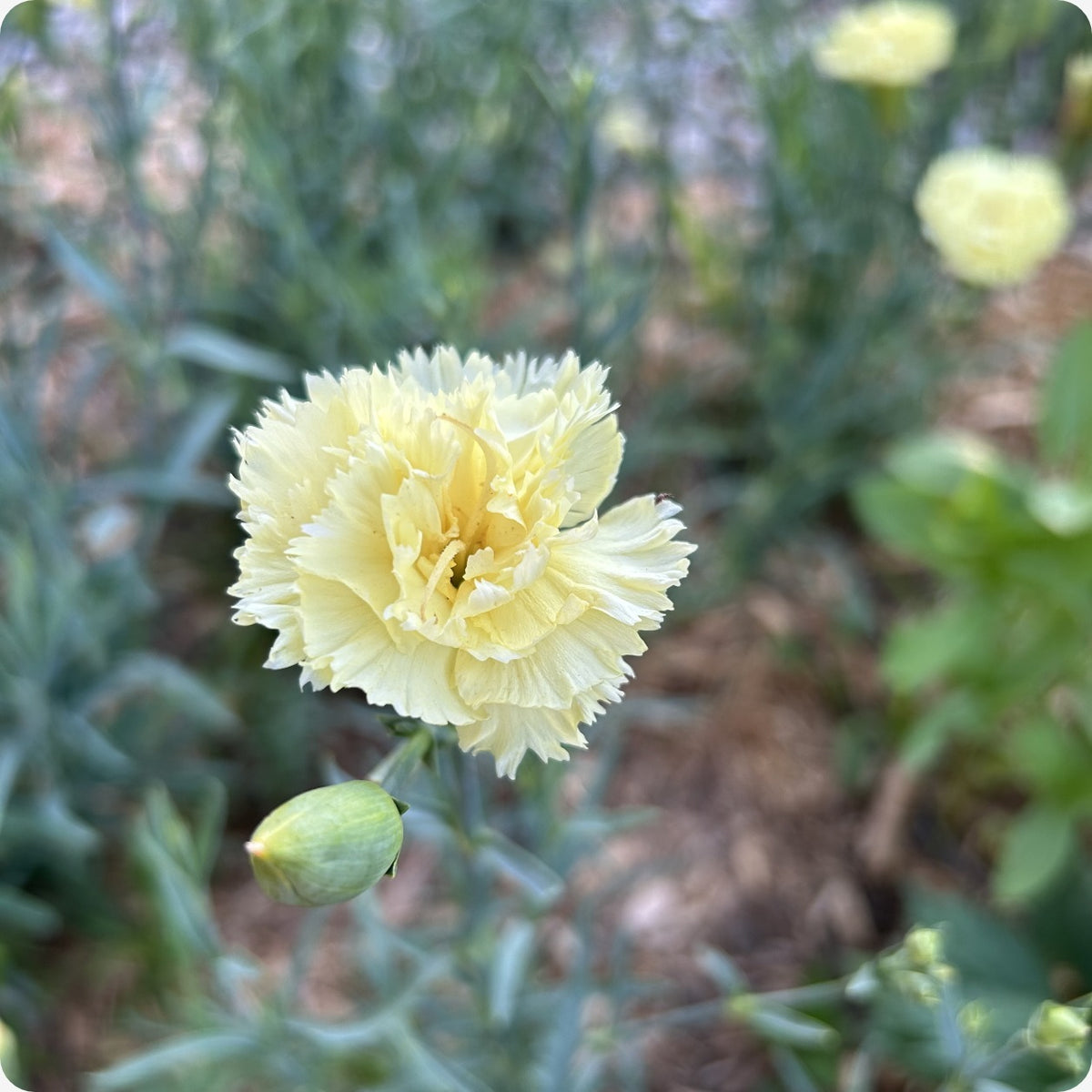 Dianthus Seeds - Marie Chabaud – The Incredible Seed Company Ltd