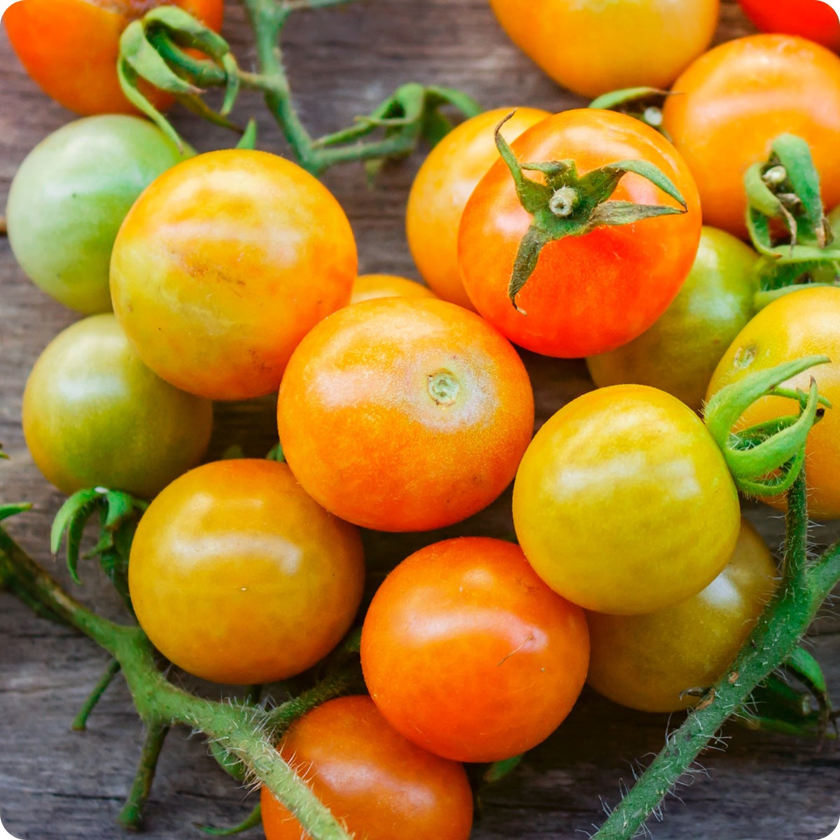 Isis Candy Cherry Tomato Seeds – Heirloom Untreated NON-GMO From Canada ...