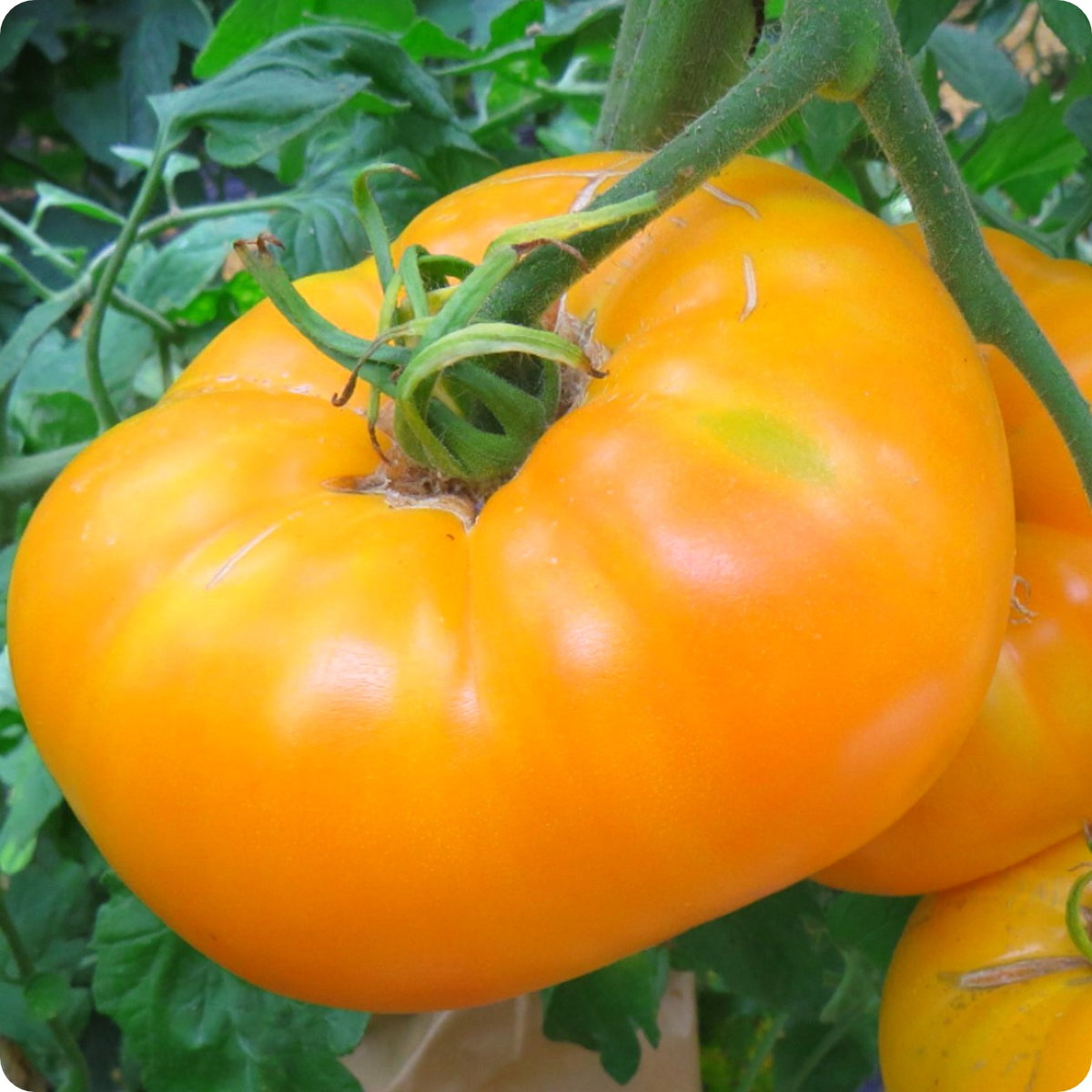 Cherry Roma - Cherry Tomato Seeds - Heirloom Untreated NON-GMO From Canada