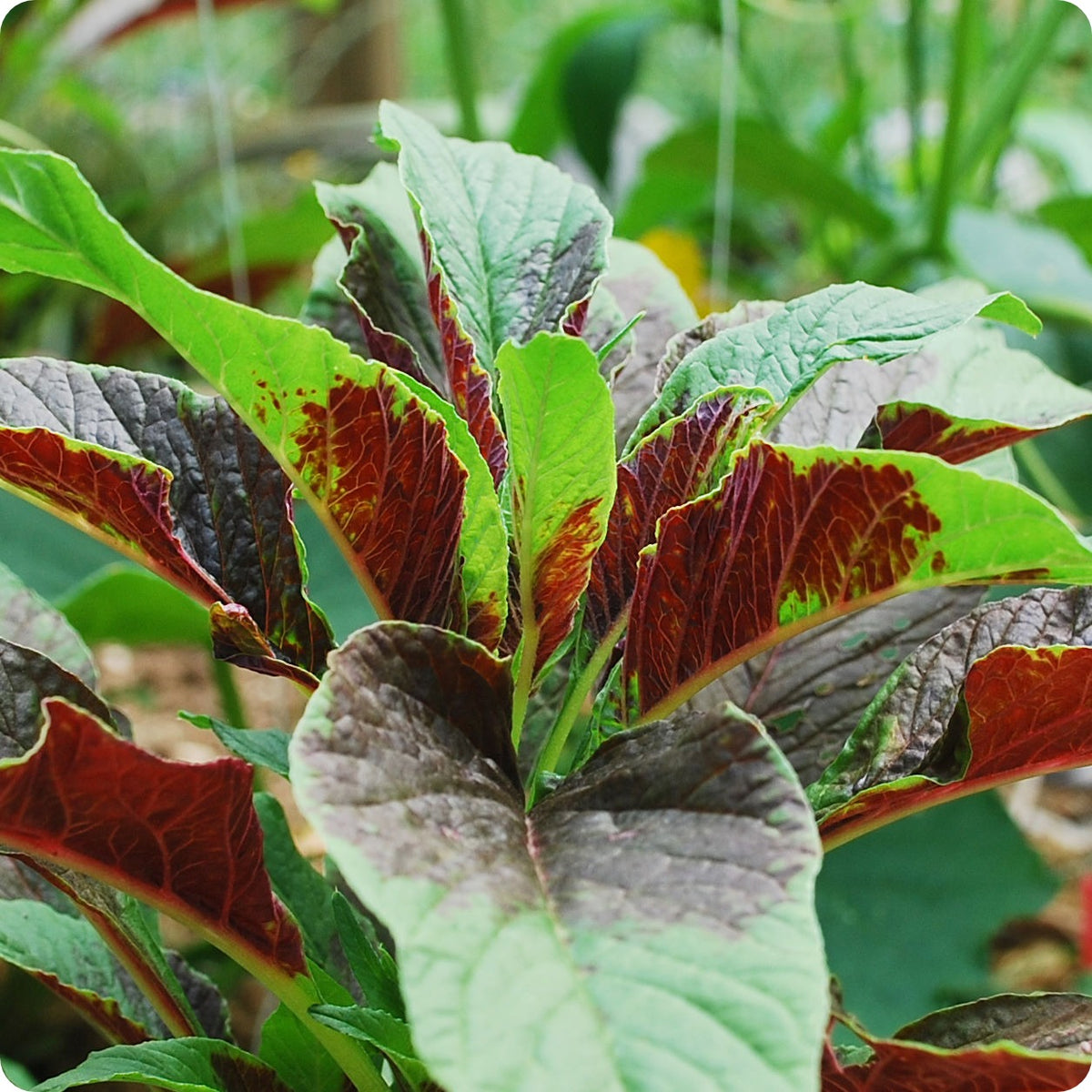 Amaranth Seeds - Red Callaloo – The Incredible Seed Company Ltd