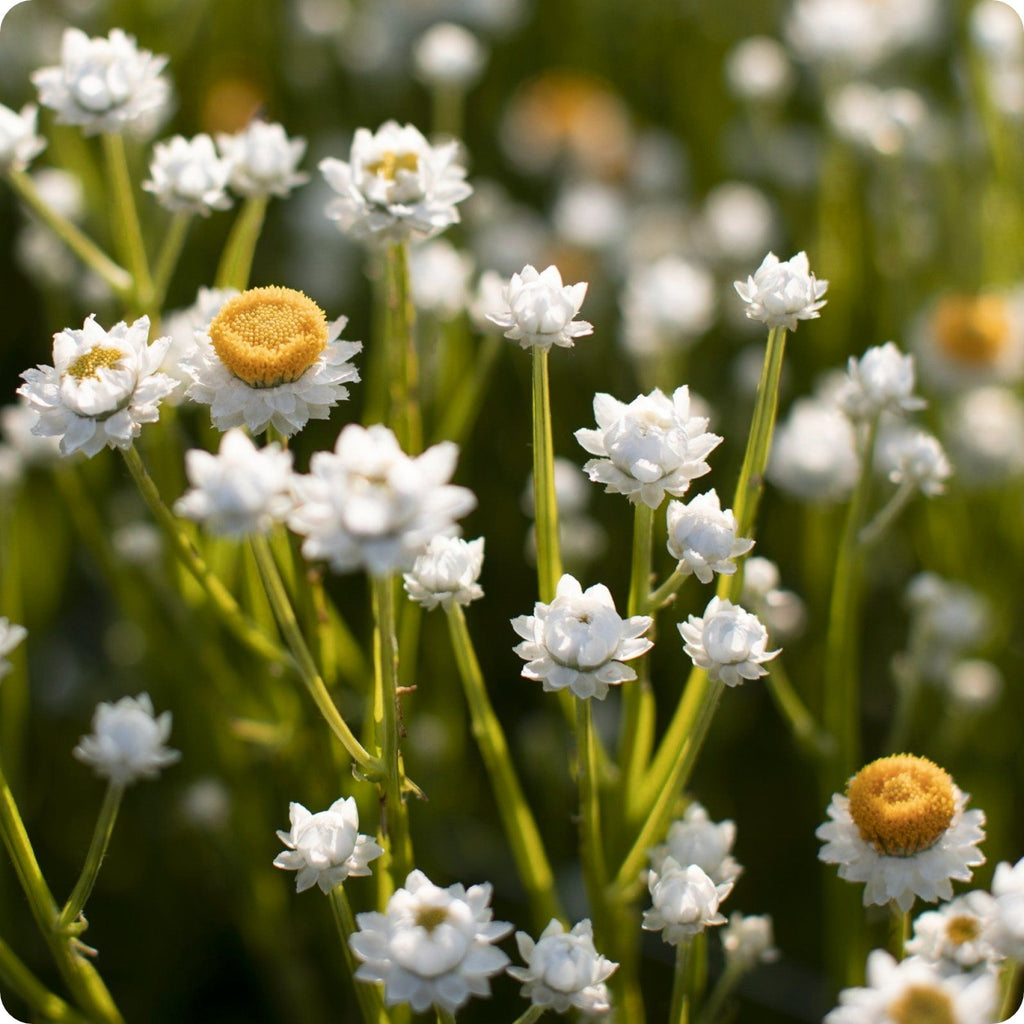 Ammobium Seeds - Winged Everlasting – The Incredible Seed Company Ltd
