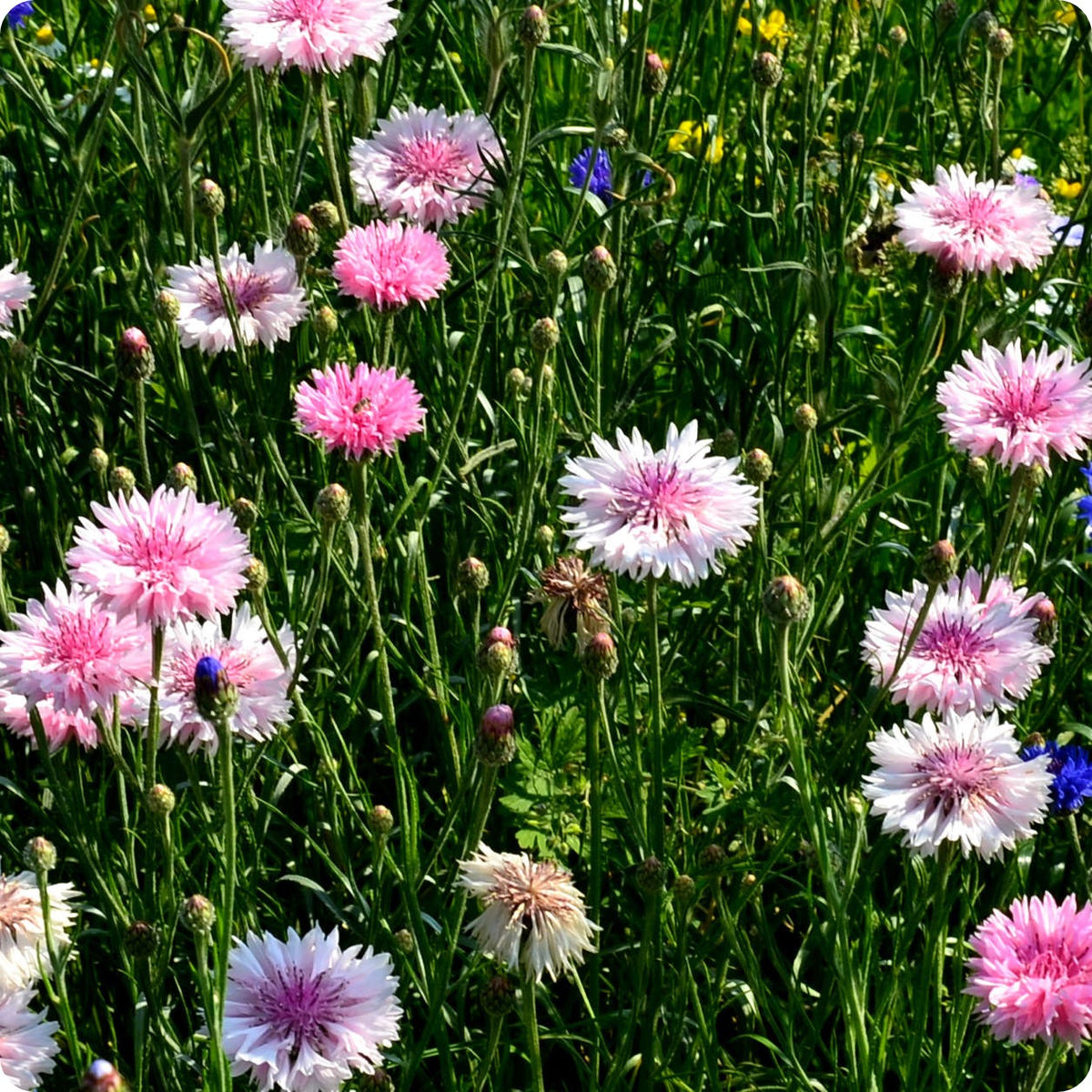 Bachelor's Button Seeds - Classic Romantic – The Incredible Seed ...