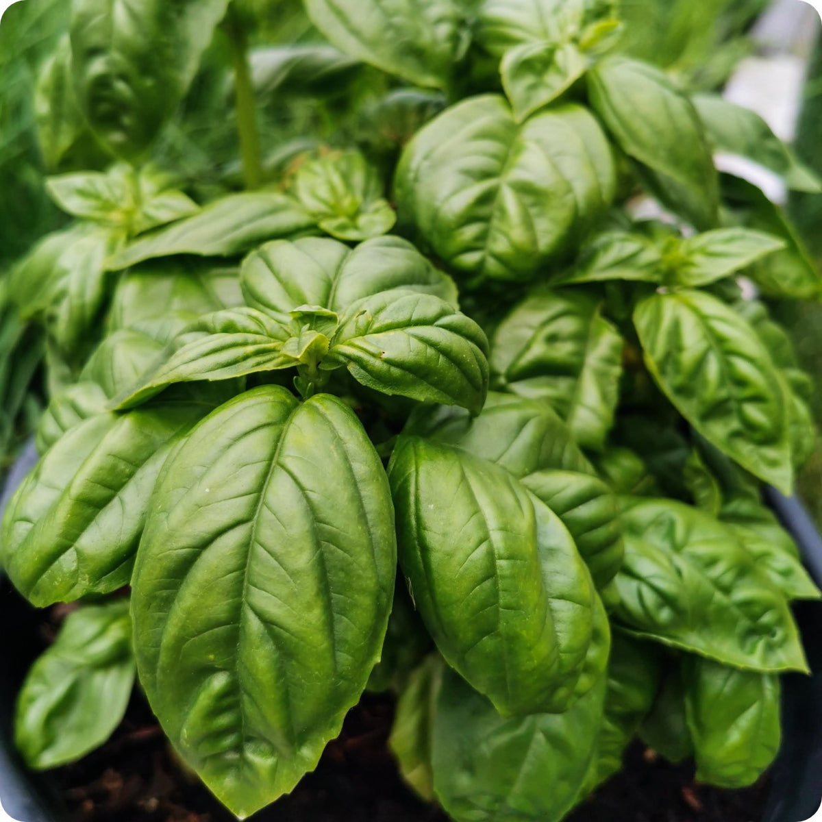 Basil Seeds - Italian Large Leaf – Heirloom Untreated NON-GMO From ...