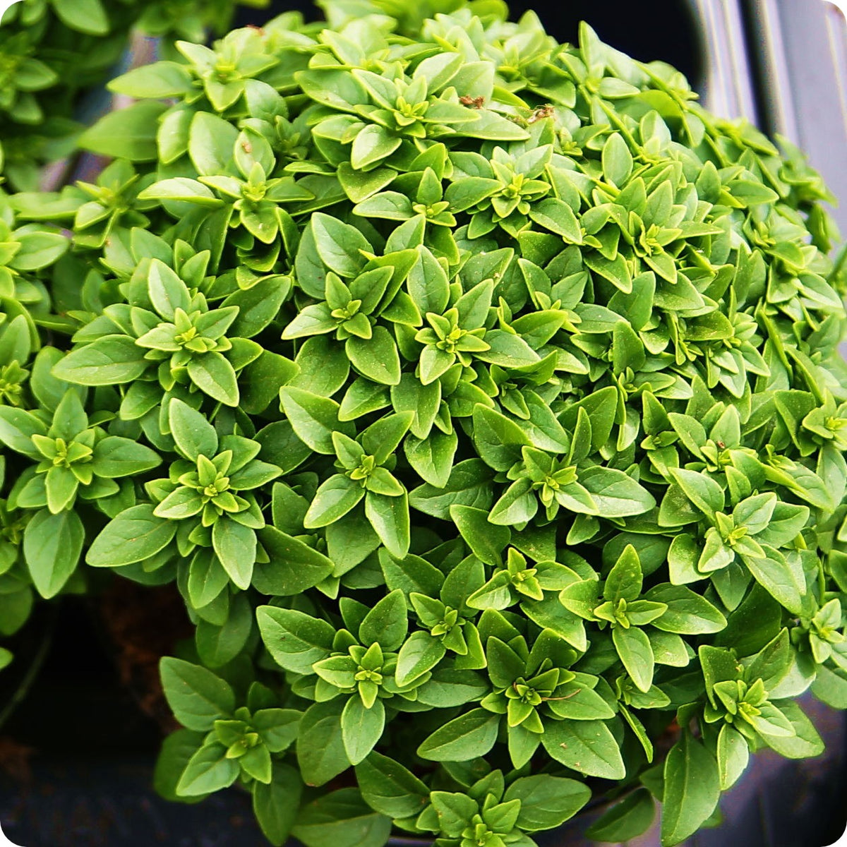Basil Seeds - Spicy Bush – Heirloom Untreated NON-GMO From Canada – The ...
