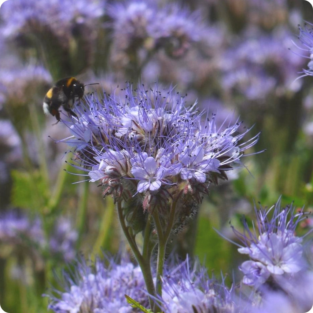 Bee's Friend Flower Seeds - Heirloom Untreated NON-GMO From Canada