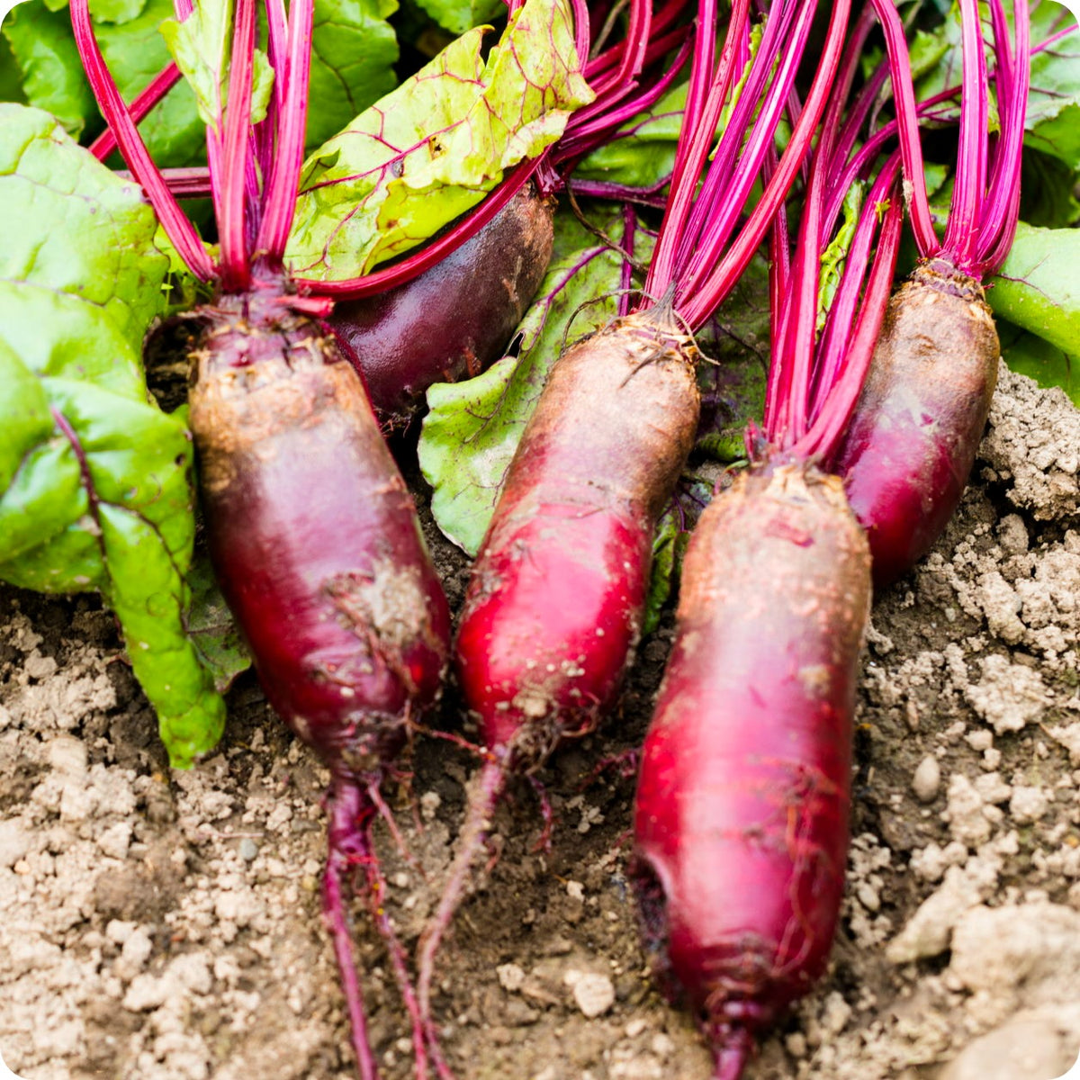 Cylindra Beet Seeds – Heirloom Untreated NON-GMO From Canada – The ...