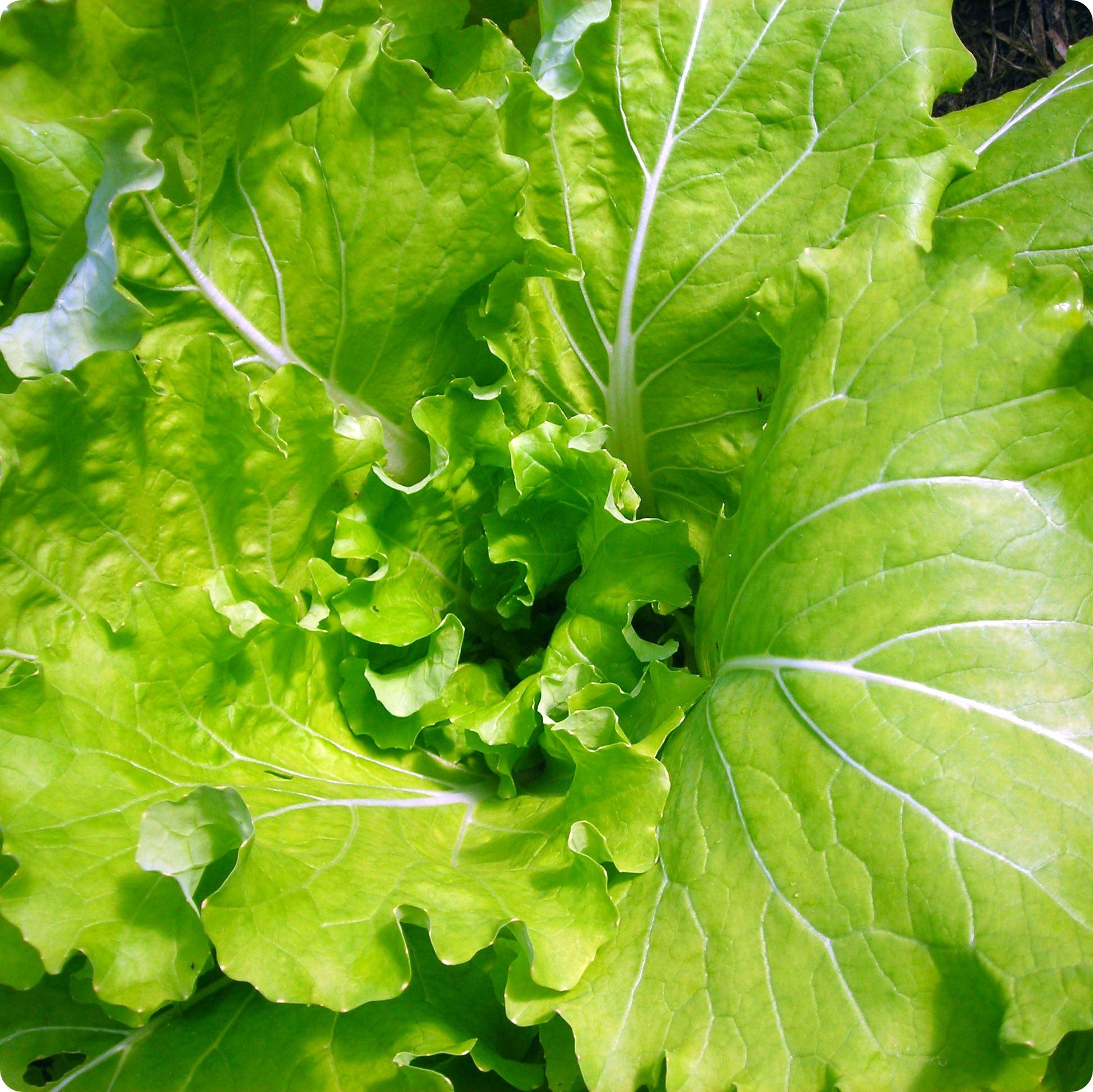 Cabbage Seeds - Tokyo Bekana Japanese – The Incredible Seed Company Ltd