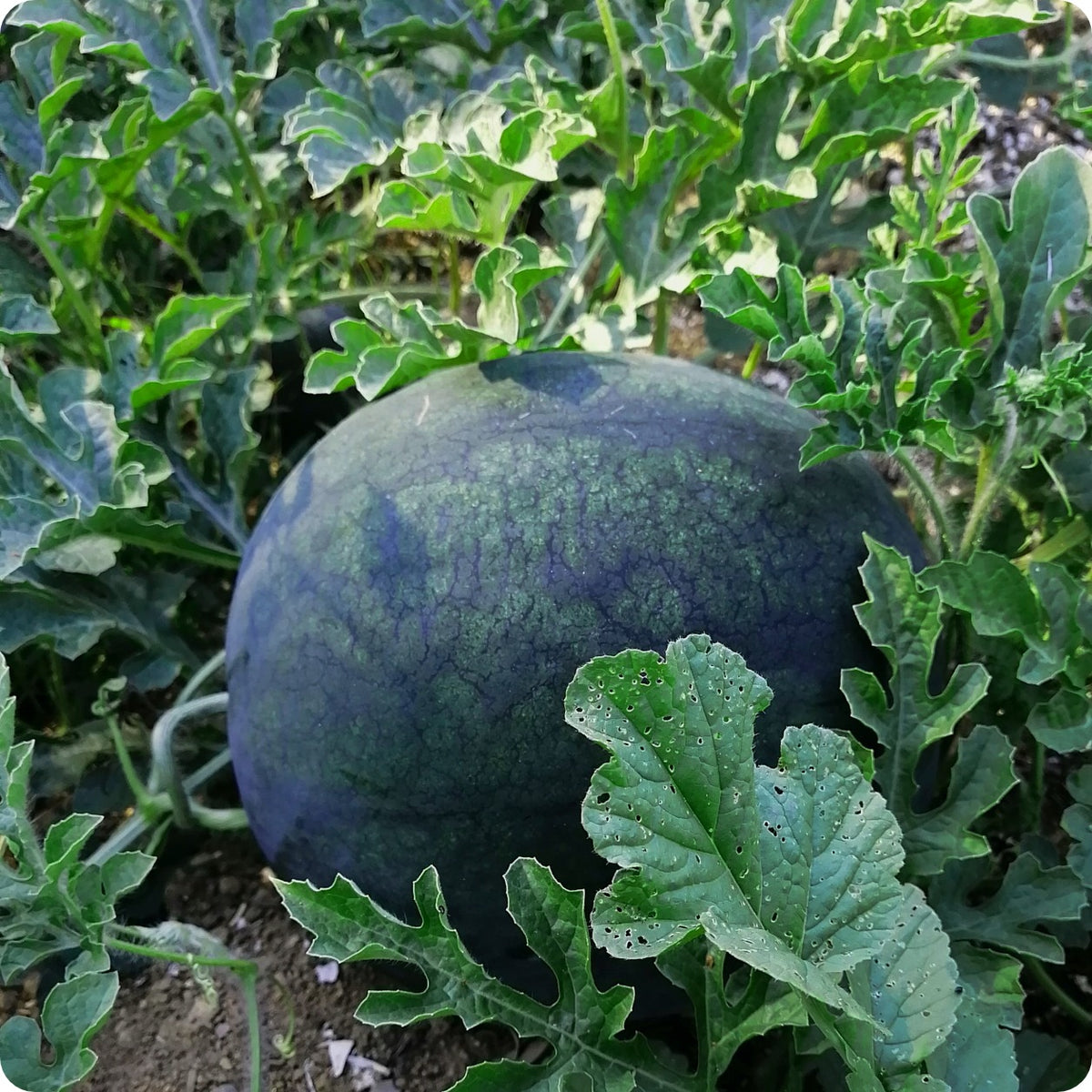Blacktail Mountain Watermelon Seed – Heirloom Untreated NON-GMO From ...