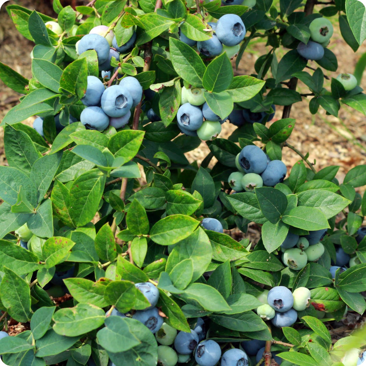 Blueberry Plants