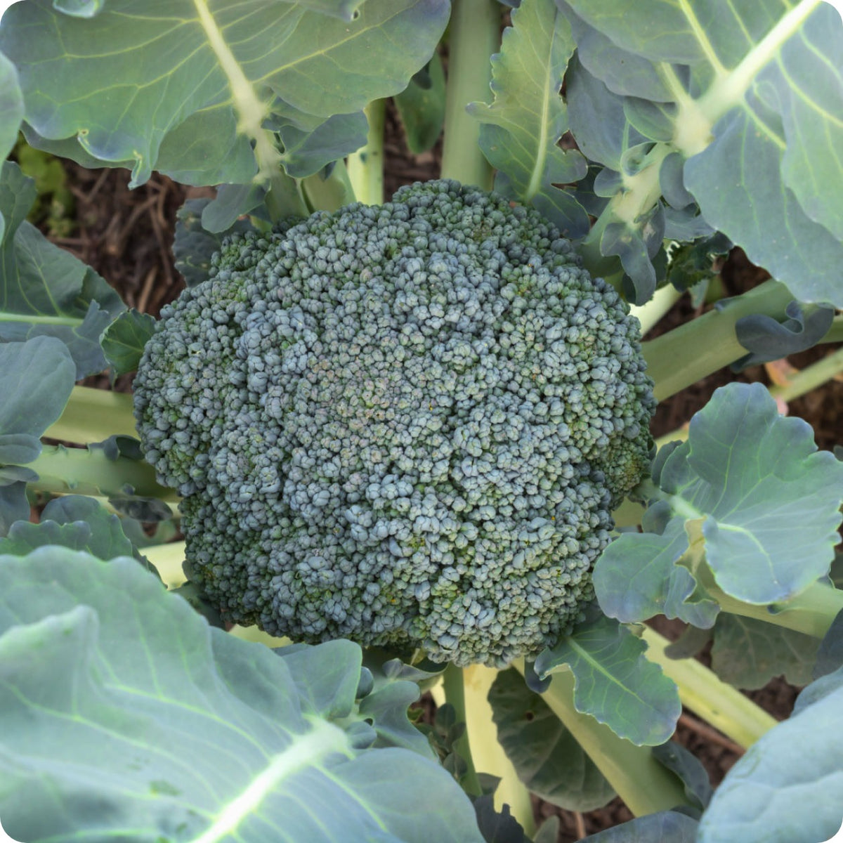 Broccoli Seeds - Waltham 29 – The Incredible Seed Company Ltd