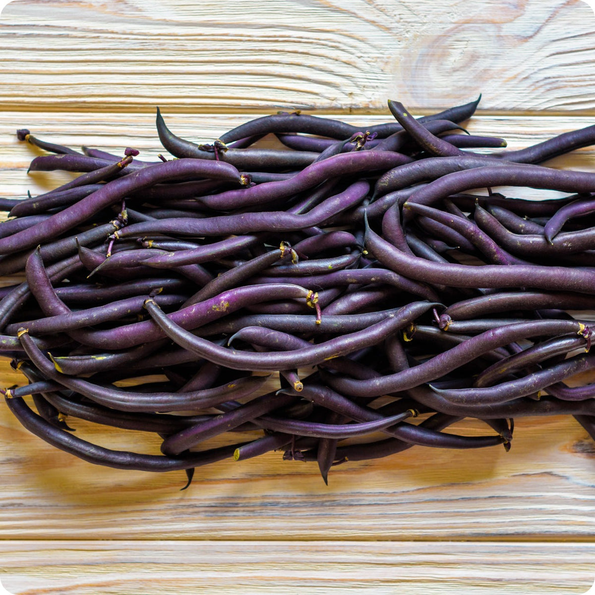 Bush Bean Seeds - Velour – Heirloom Untreated NON-GMO From Canada – The ...
