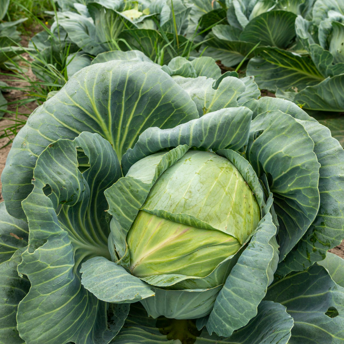 Copenhagen Market Cabbage Seeds – Heirloom Untreated NON-GMO From ...