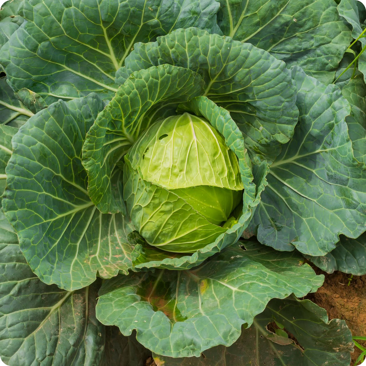 Cabbage Seeds - Glory of Enkhulzen – The Incredible Seed Company Ltd