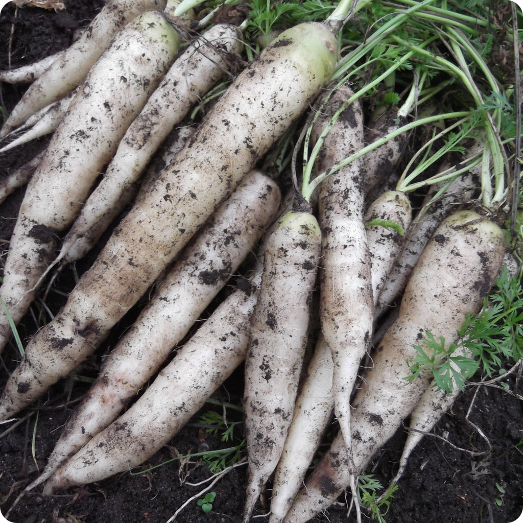 Lunar White Carrot Seeds – The Incredible Seed Company Ltd