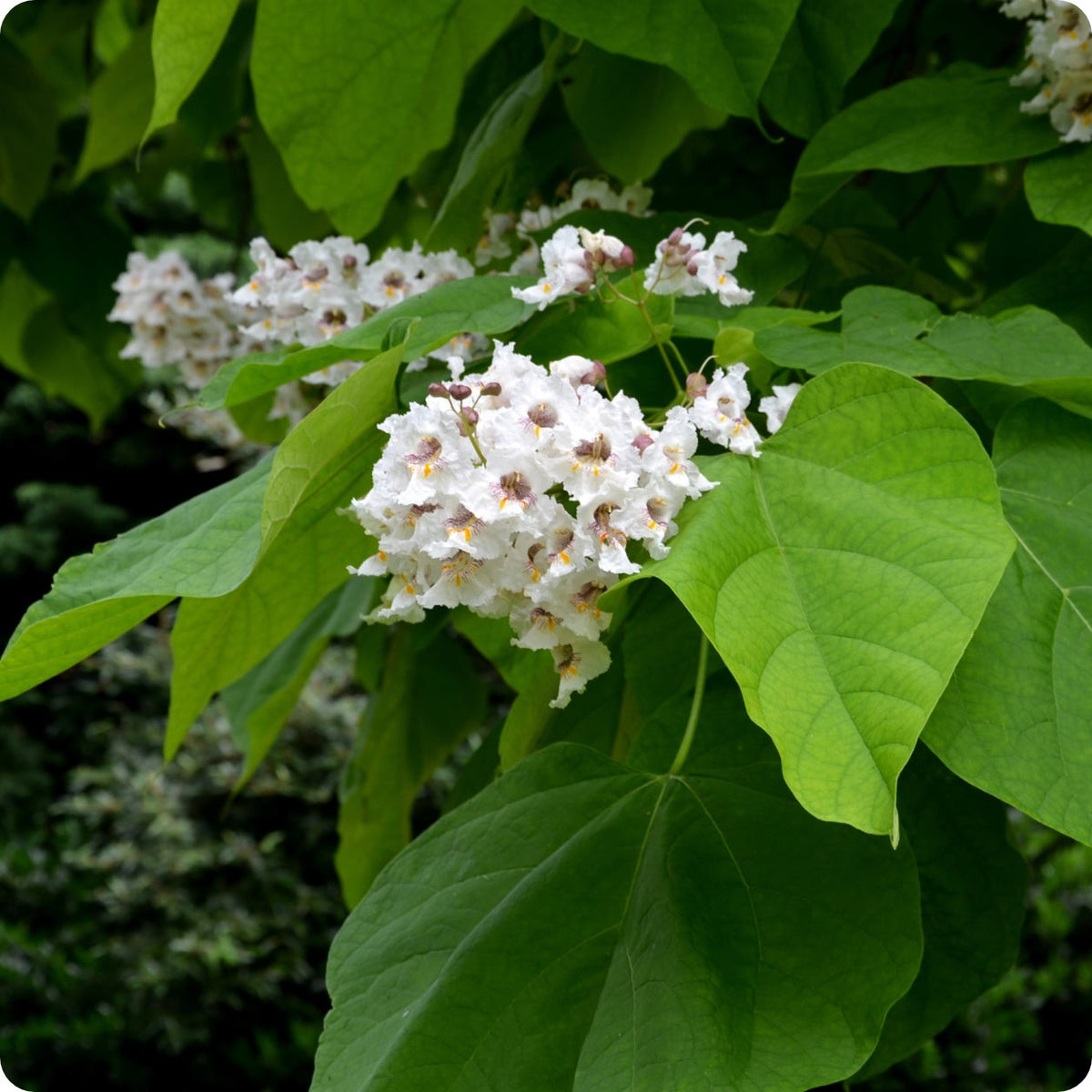 Catalpa Tree Seeds – The Incredible Seed Company Ltd