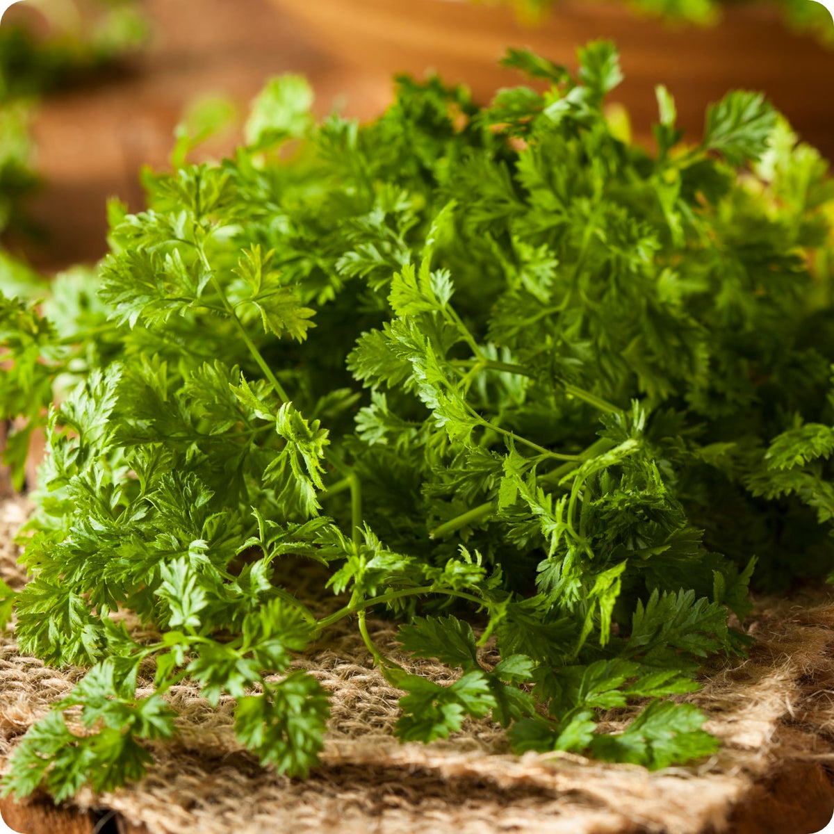 Chervil Seeds - Curled Chervil – Heirloom Untreated NON-GMO From Canada ...