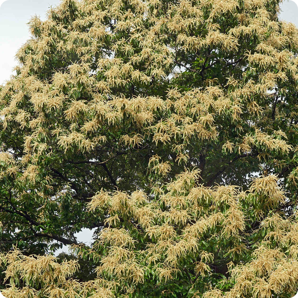 Chestnut Tree Seeds - American Chestnut – The Incredible Seed Company Ltd