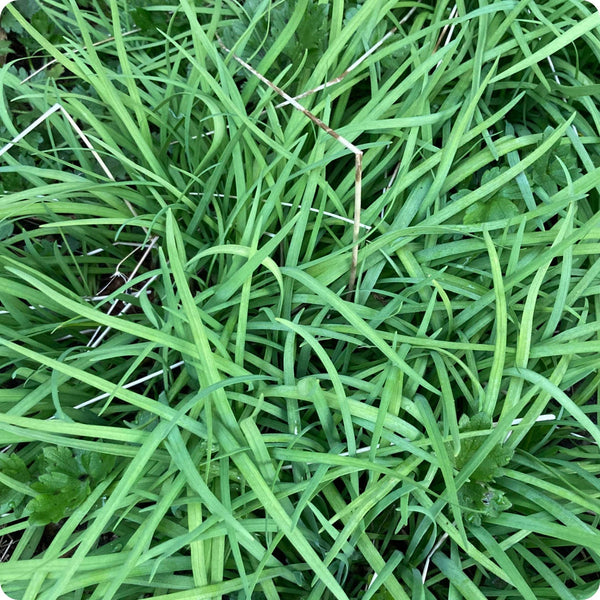 Chive Seeds - Garlic Chives - Heirloom Untreated NON-GMO From Canada
