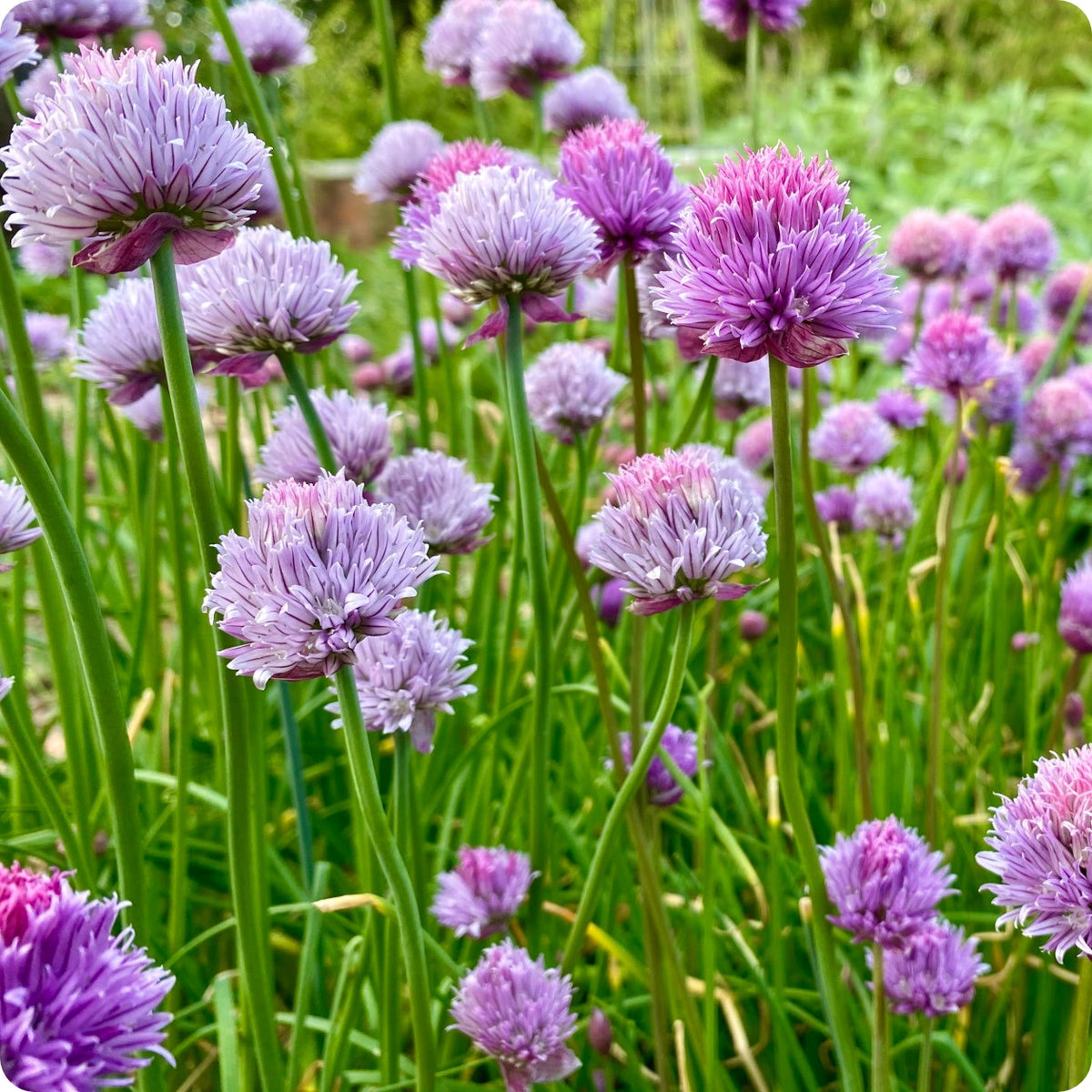 Chive Seeds - Onion Chives – Heirloom Untreated NON-GMO From Canada ...